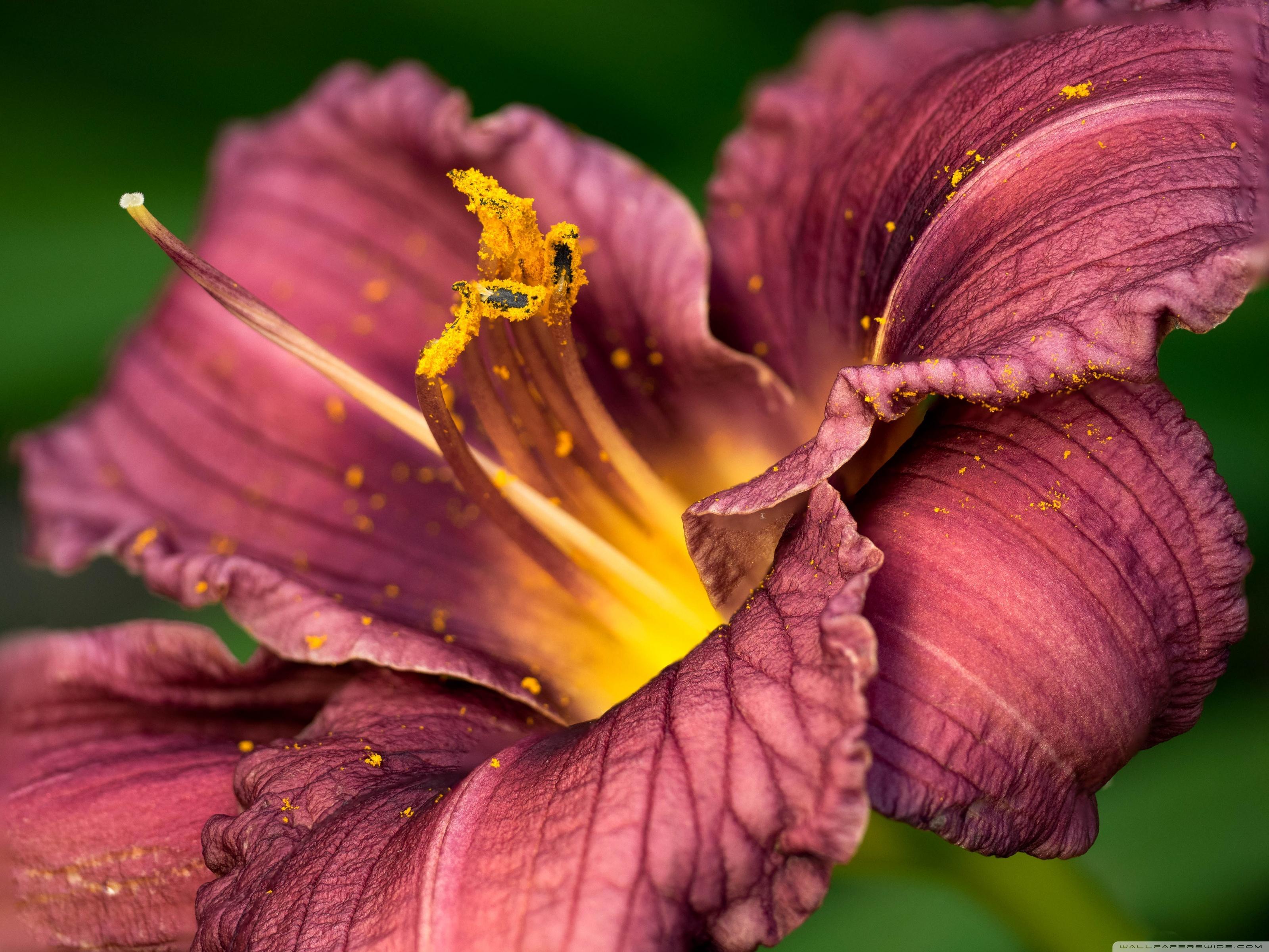 Macro Lily Wallpapers - Wallpaper Cave