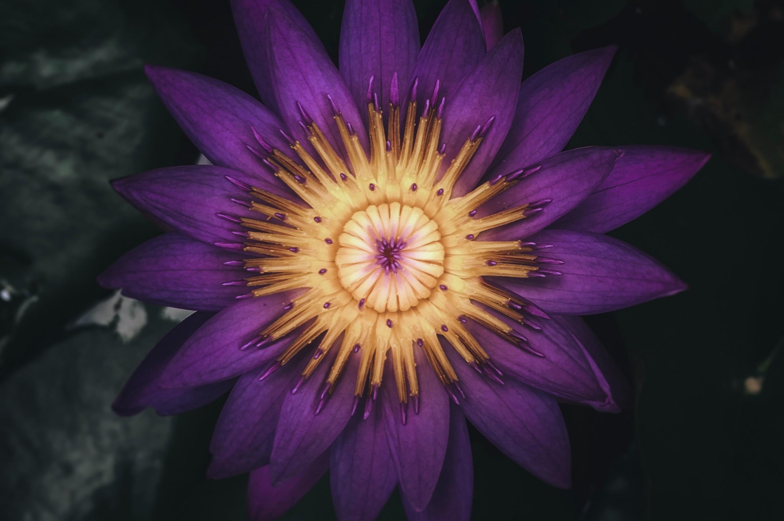 Macro Lily Wallpapers - Wallpaper Cave