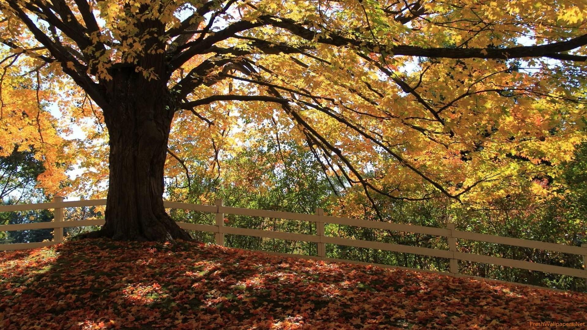 Golden Tree Wallpapers - Wallpaper Cave