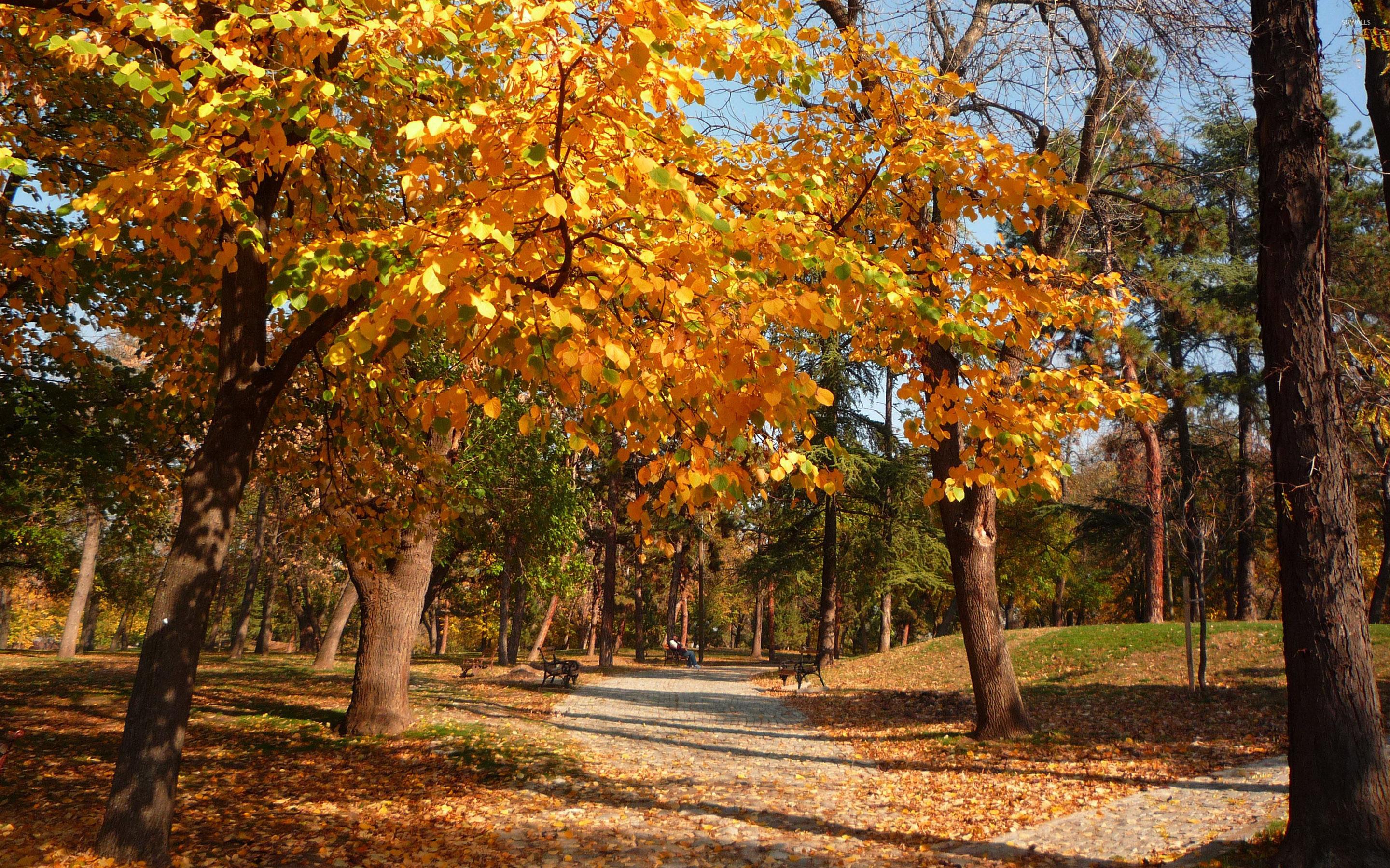 Golden Tree Wallpapers - Wallpaper Cave