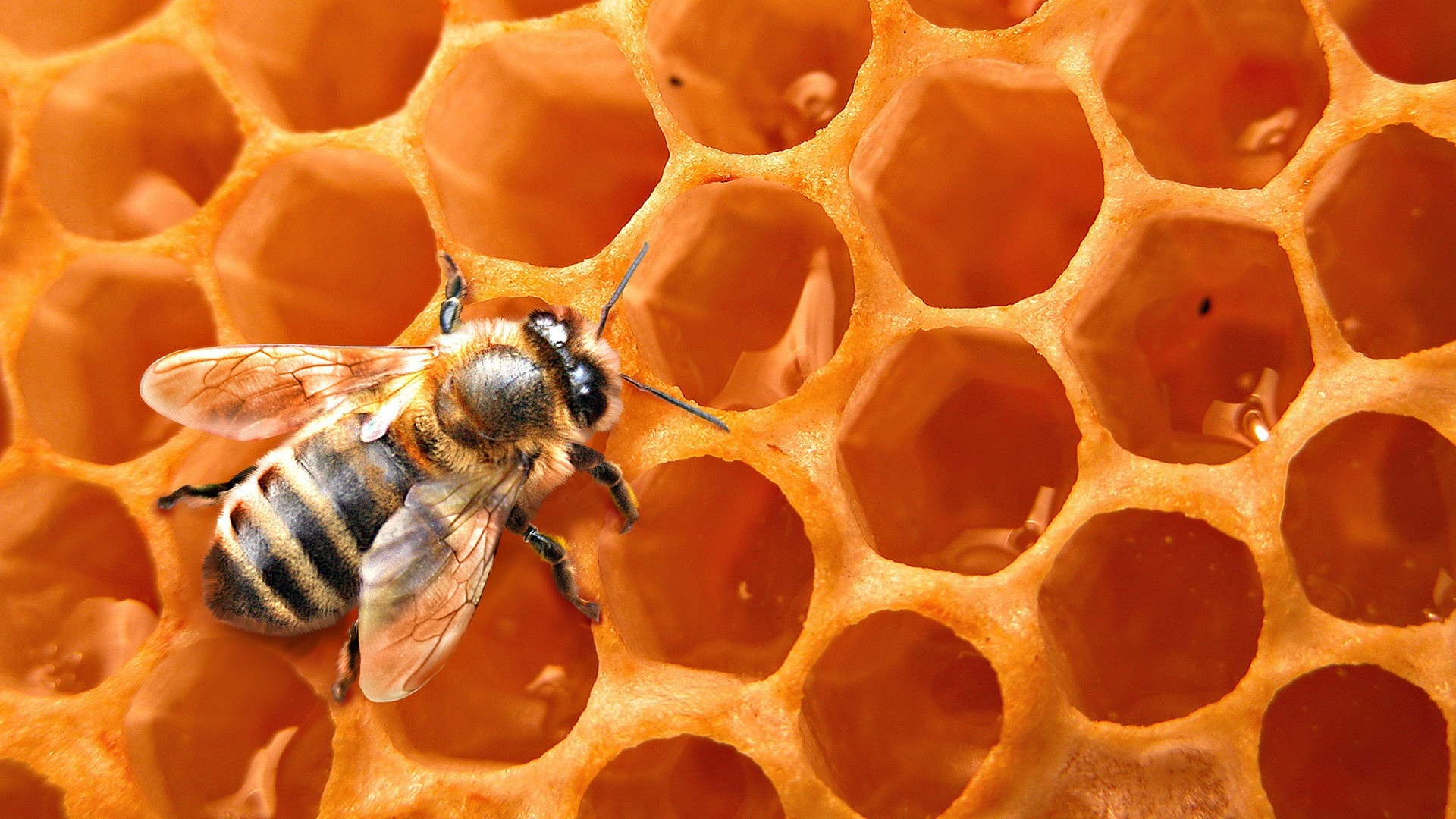 Hd Desktop Honey Bee Wallpapers - Wallpaper Cave