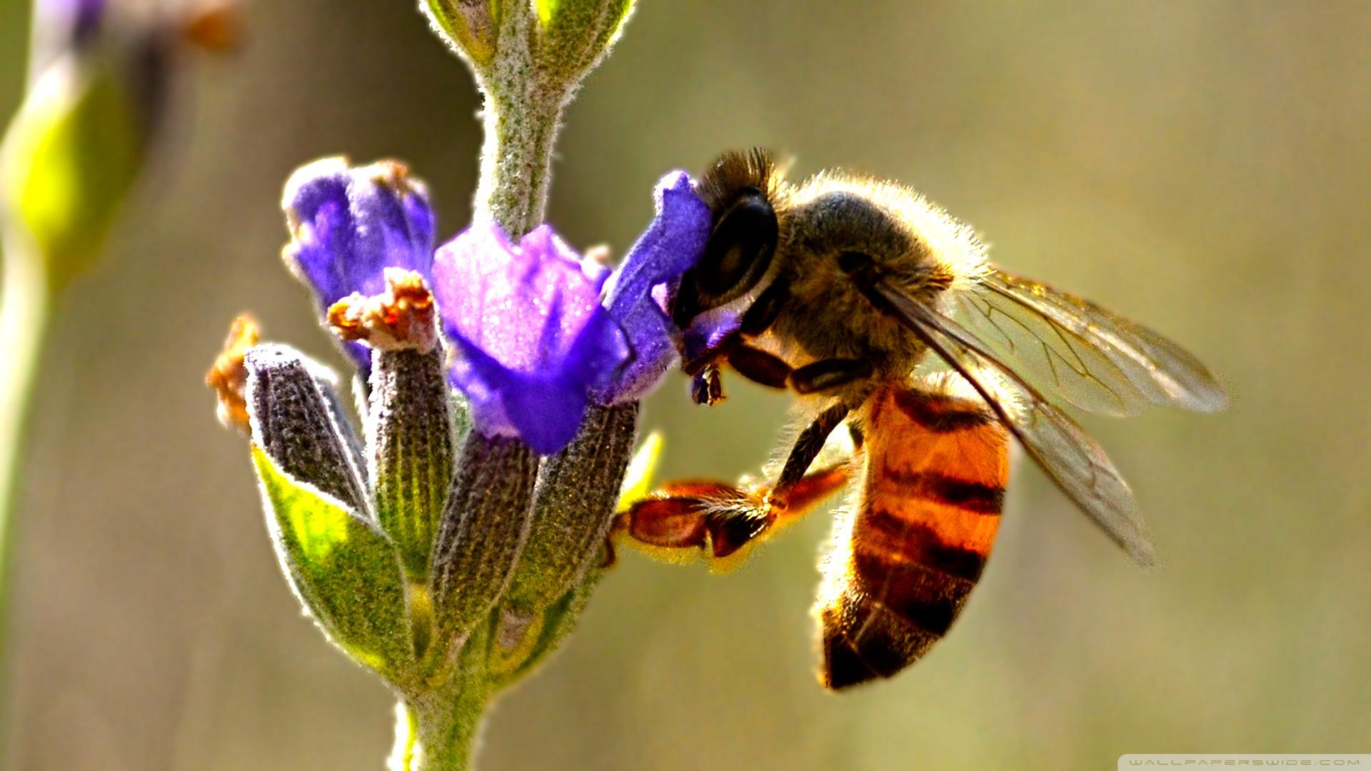 Hd Desktop Honey Bee Wallpapers - Wallpaper Cave