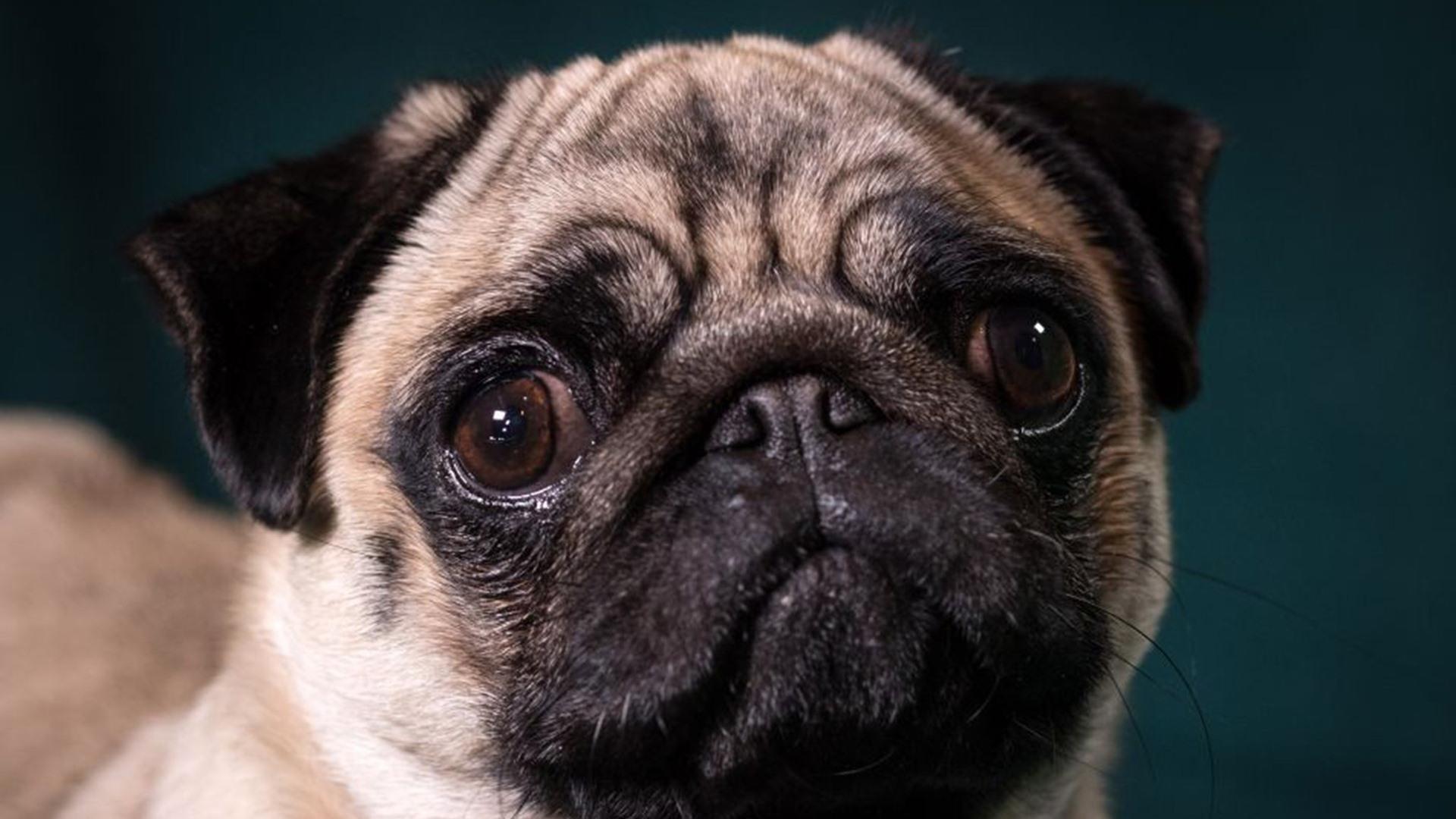 Pug Animated Computer Wallpapers - Wallpaper Cave