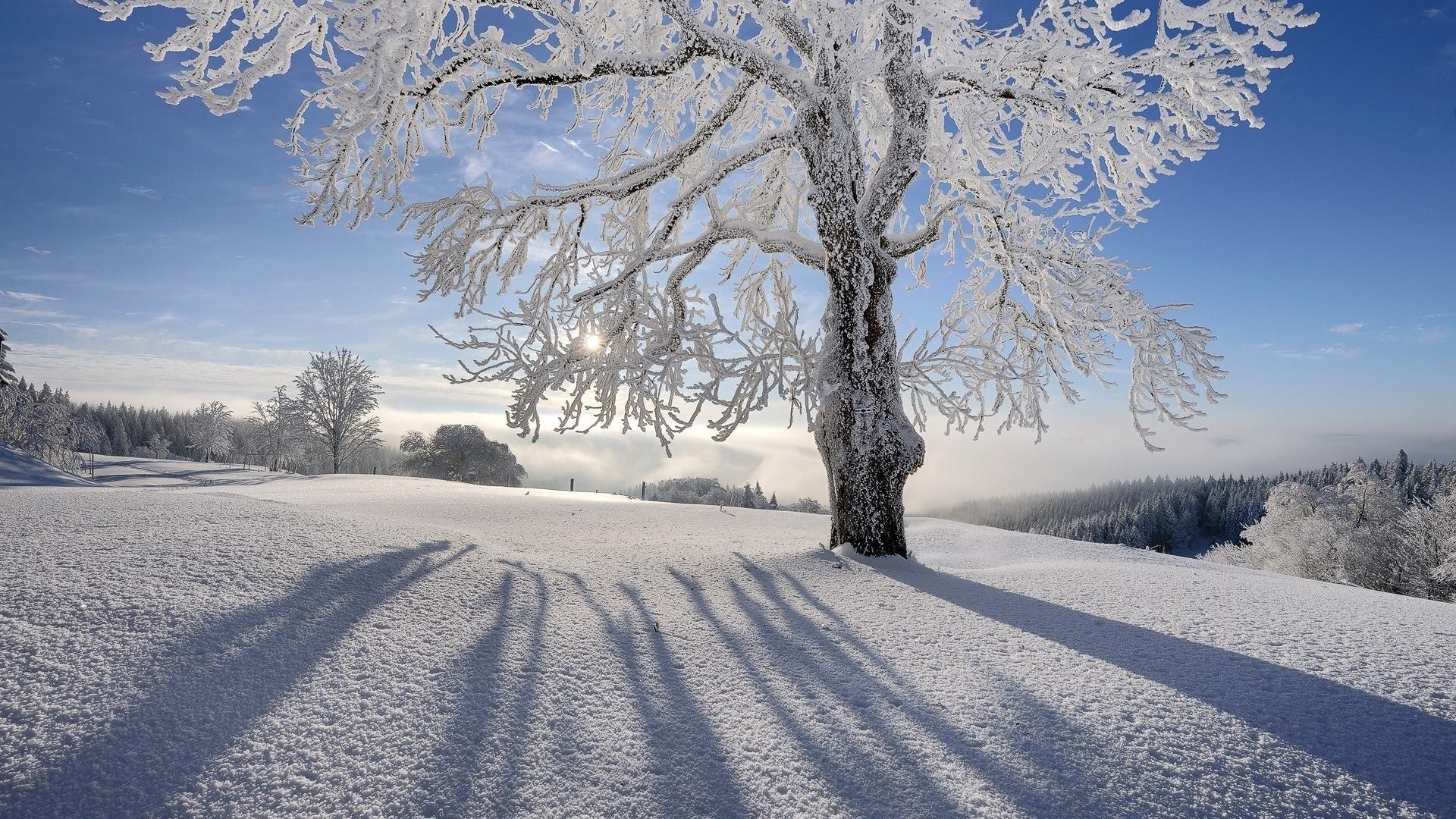 Hoarfrost Wallpapers Wallpaper Cave