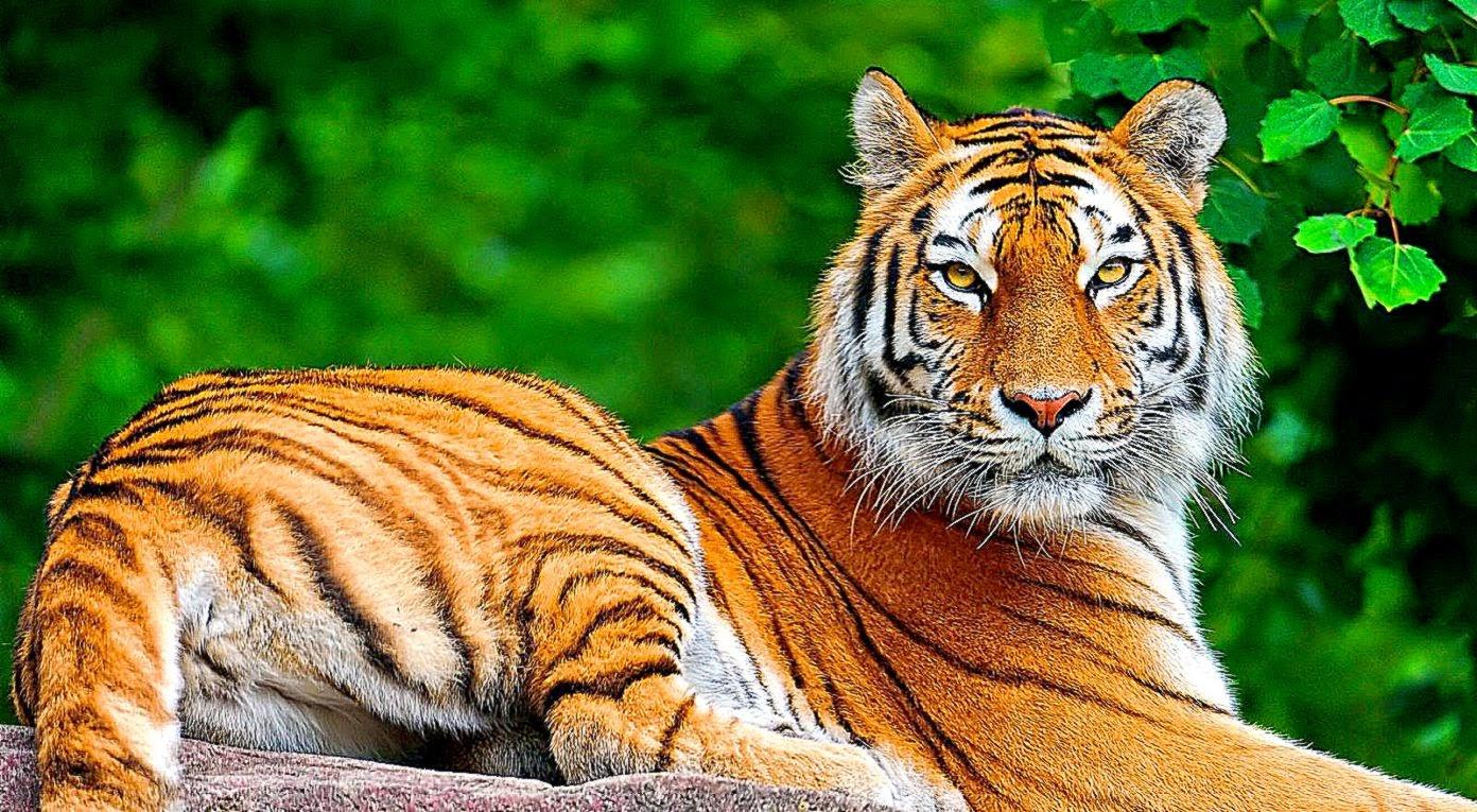 Animals 3D Wallpapers - Wallpaper Cave