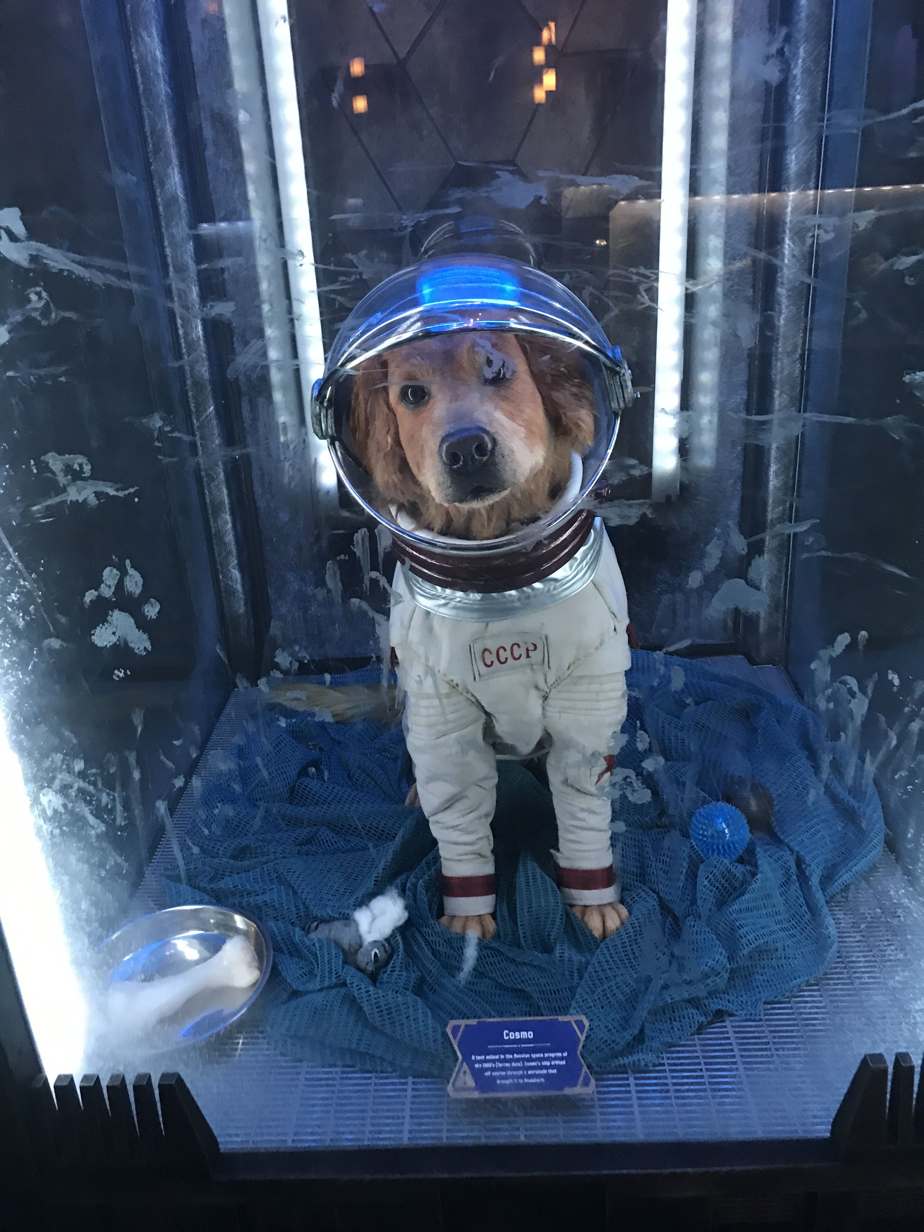 Cosmo The Spacedog Marvel Wallpapers - Wallpaper Cave