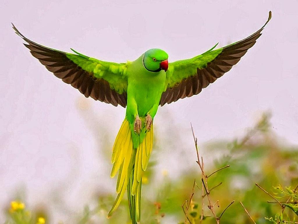 Cute Parrot Wallpapers - Wallpaper Cave