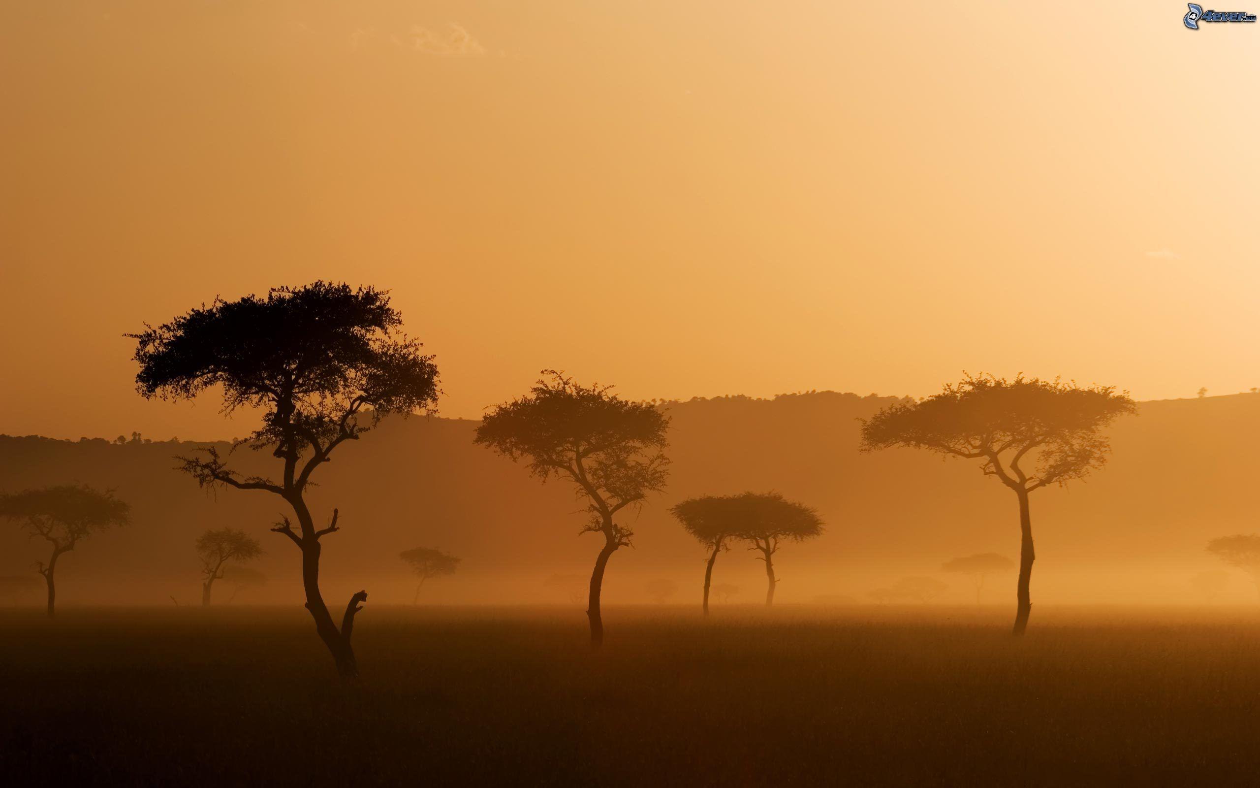 Cool Savannah Wallpapers - Wallpaper Cave