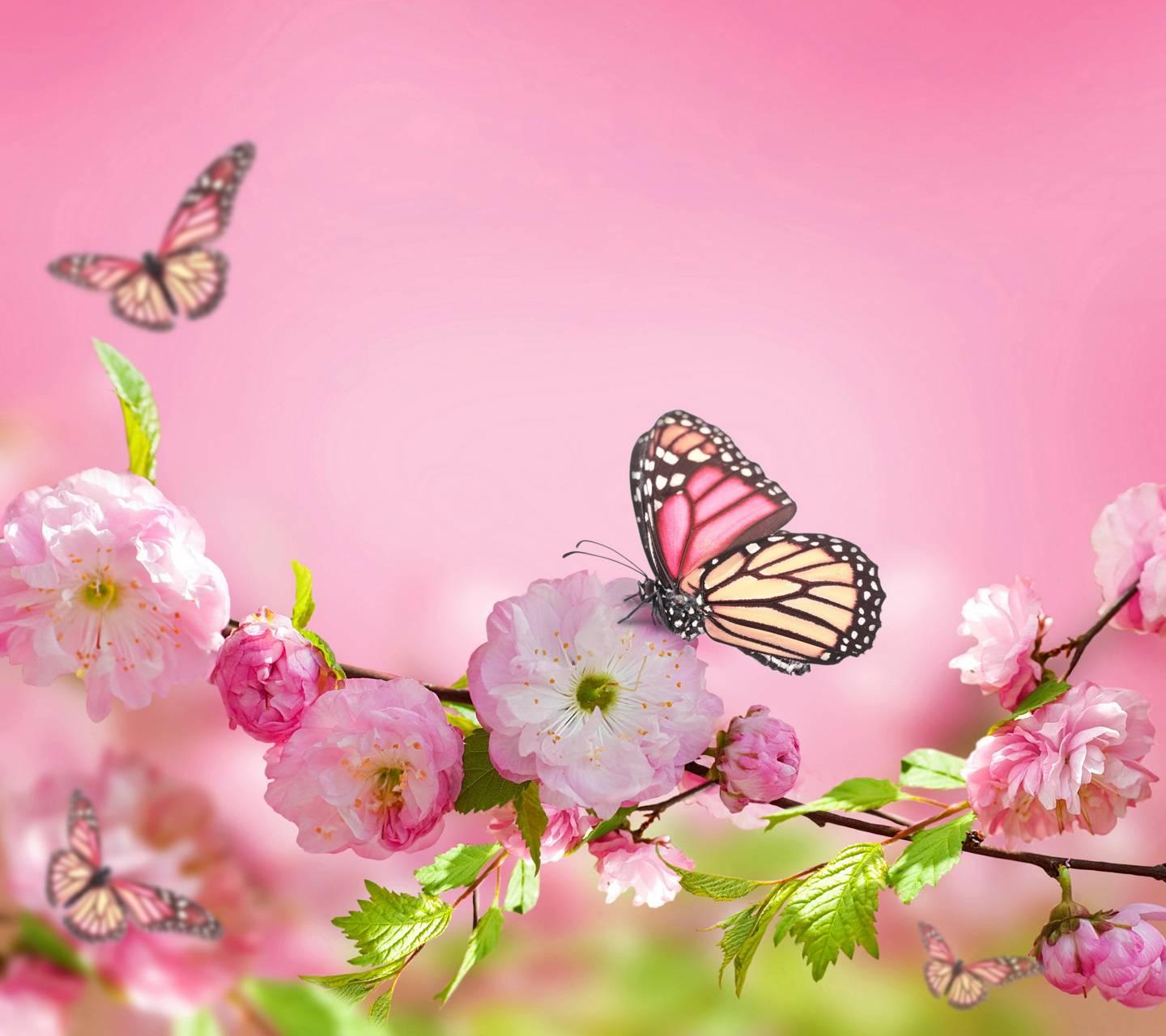 Butterfly Spring Blossom Wallpapers - Wallpaper Cave