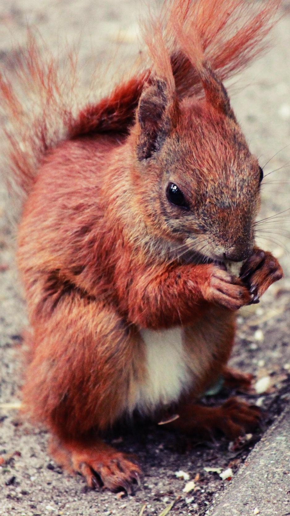 Animal Food Wallpapers - Wallpaper Cave