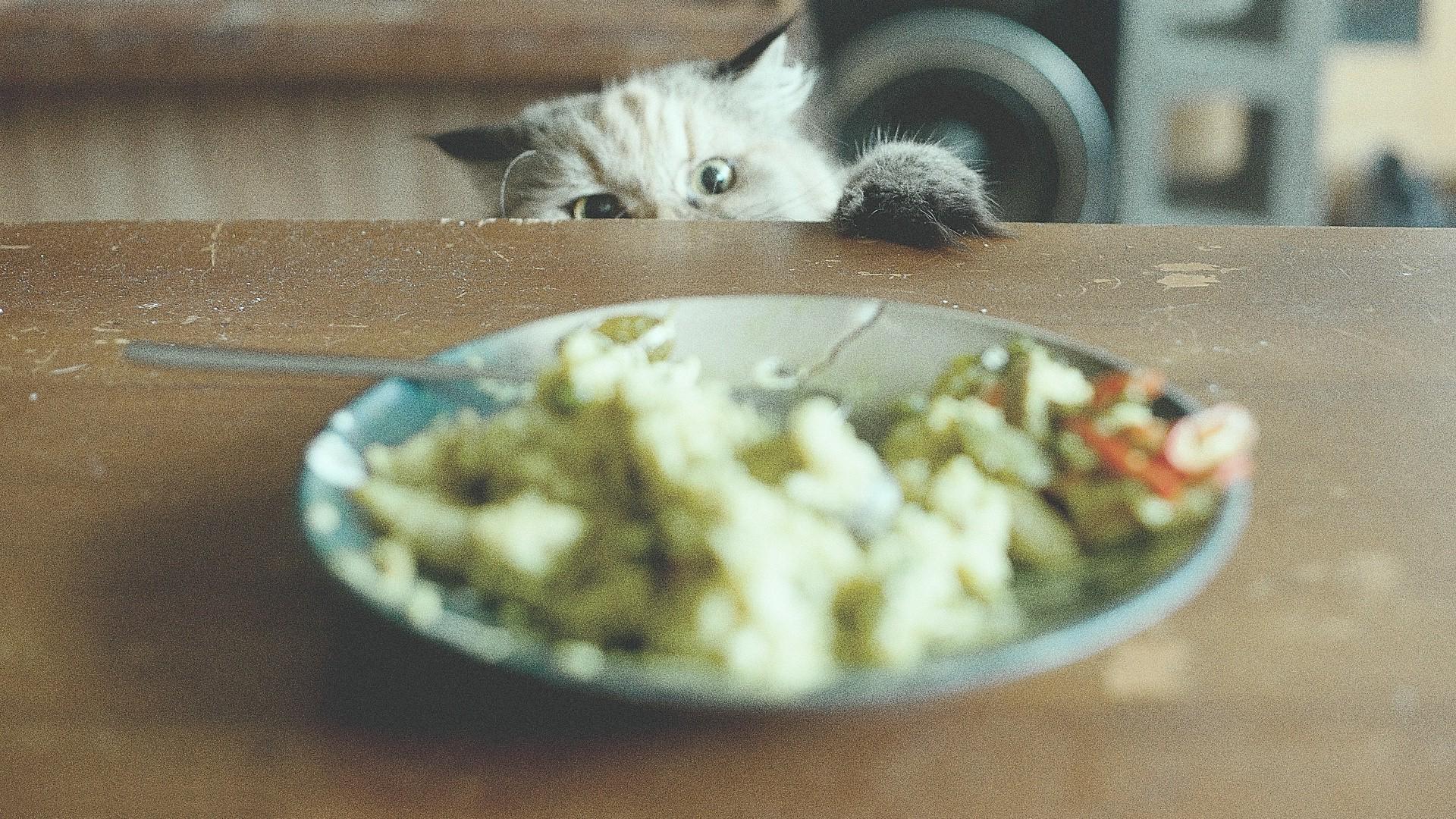 Animal Food Wallpapers - Wallpaper Cave