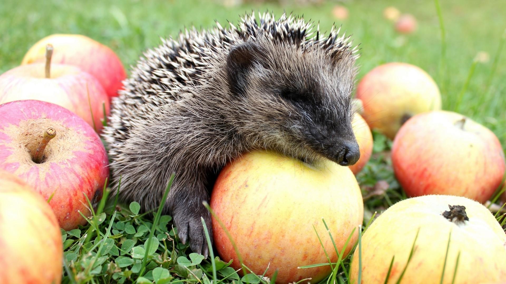 Animal Food Wallpapers - Wallpaper Cave