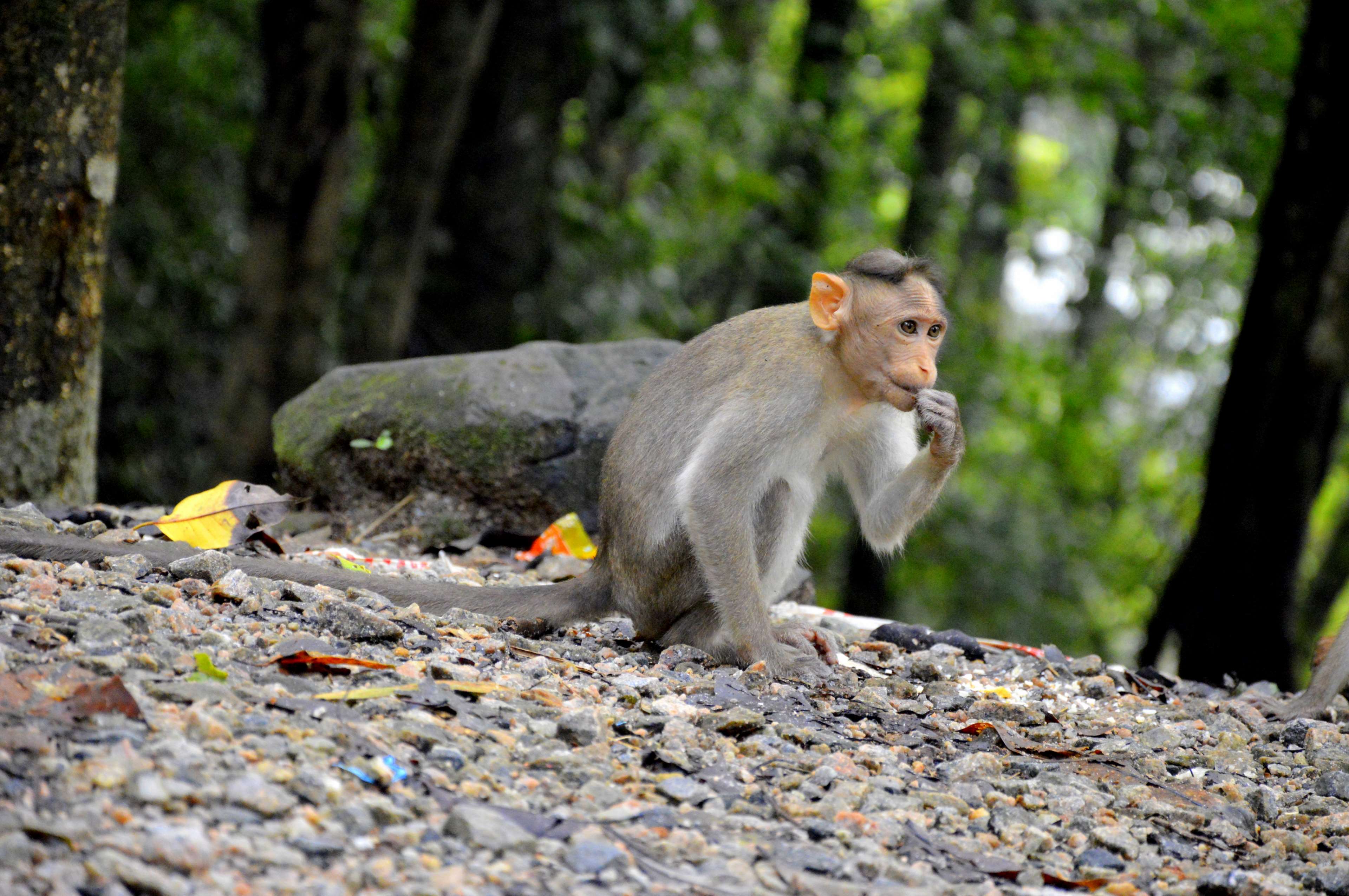 Animal Food Wallpapers - Wallpaper Cave