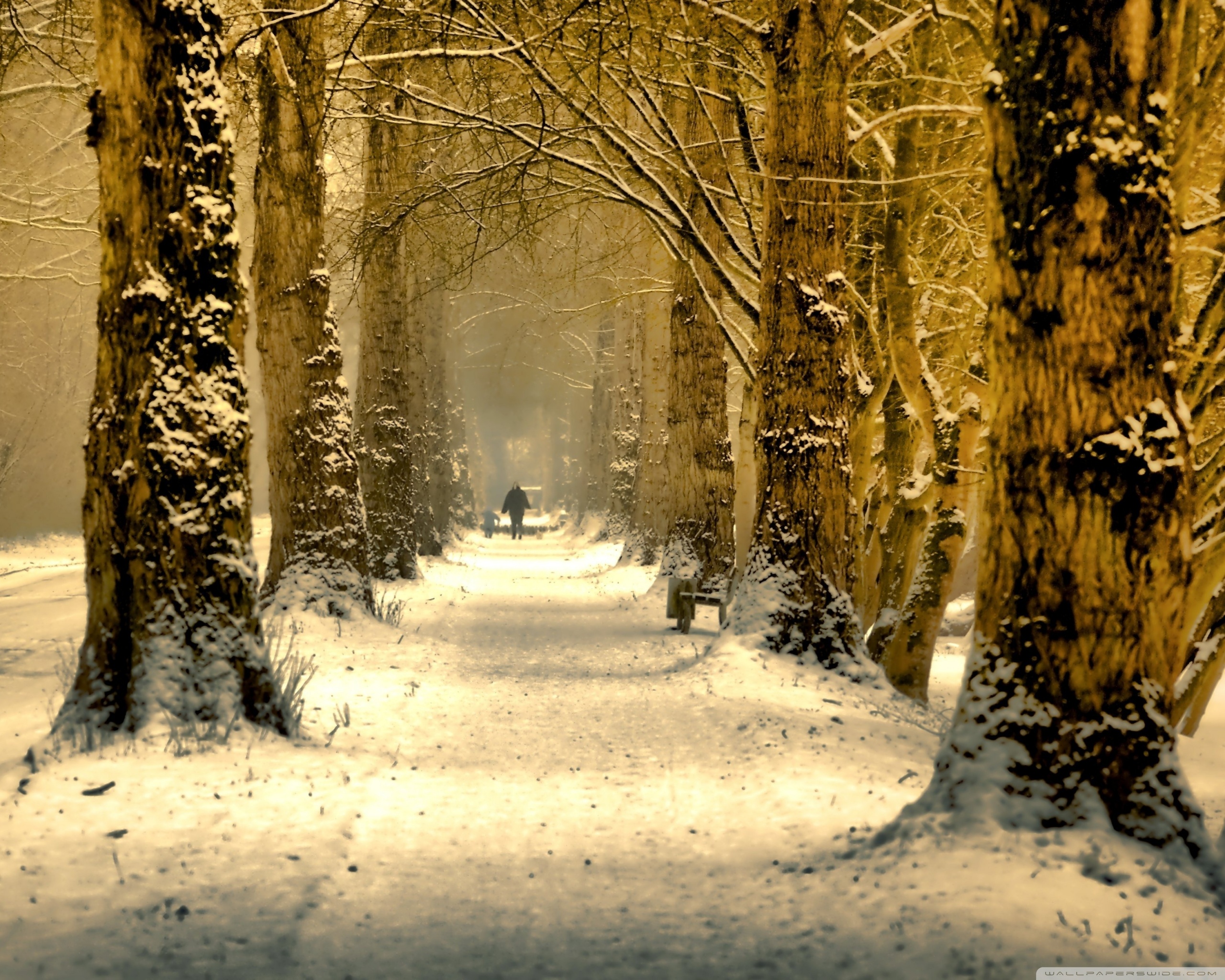 Winter Pretty Trees Wallpapers - Wallpaper Cave