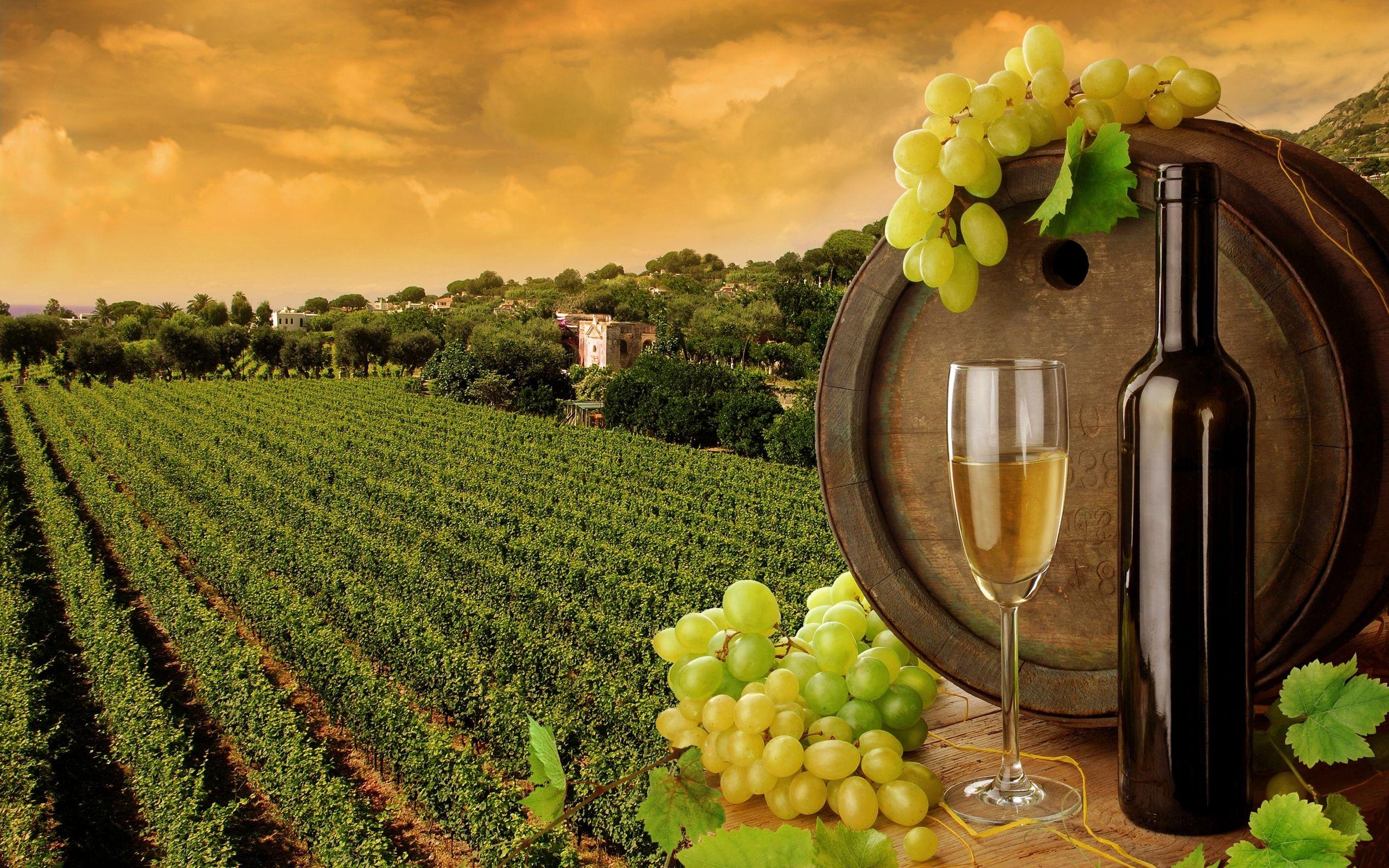 Sula Vineyards Wallpapers - Wallpaper Cave