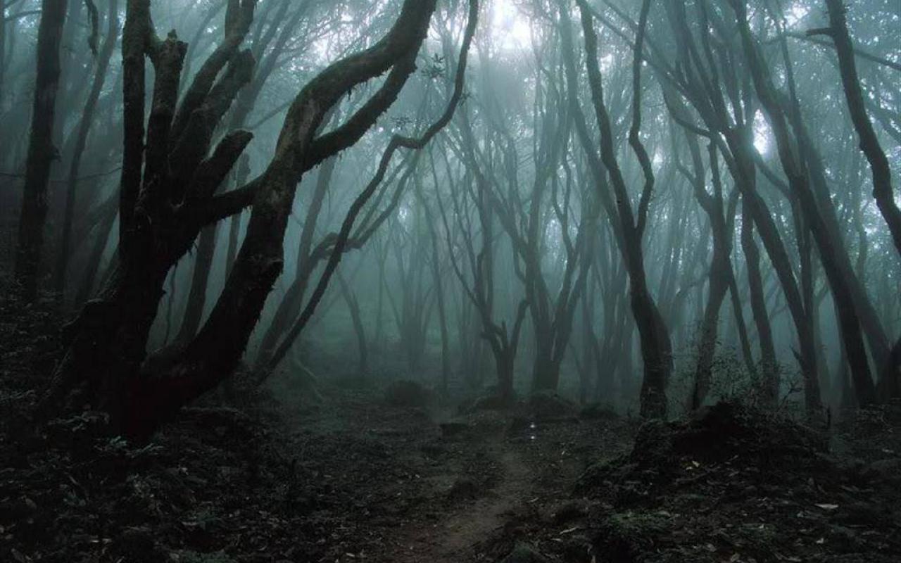 Scary Woods Wallpapers Wallpaper Cave Scary Woods Wallpapers Wallpaper Cave
