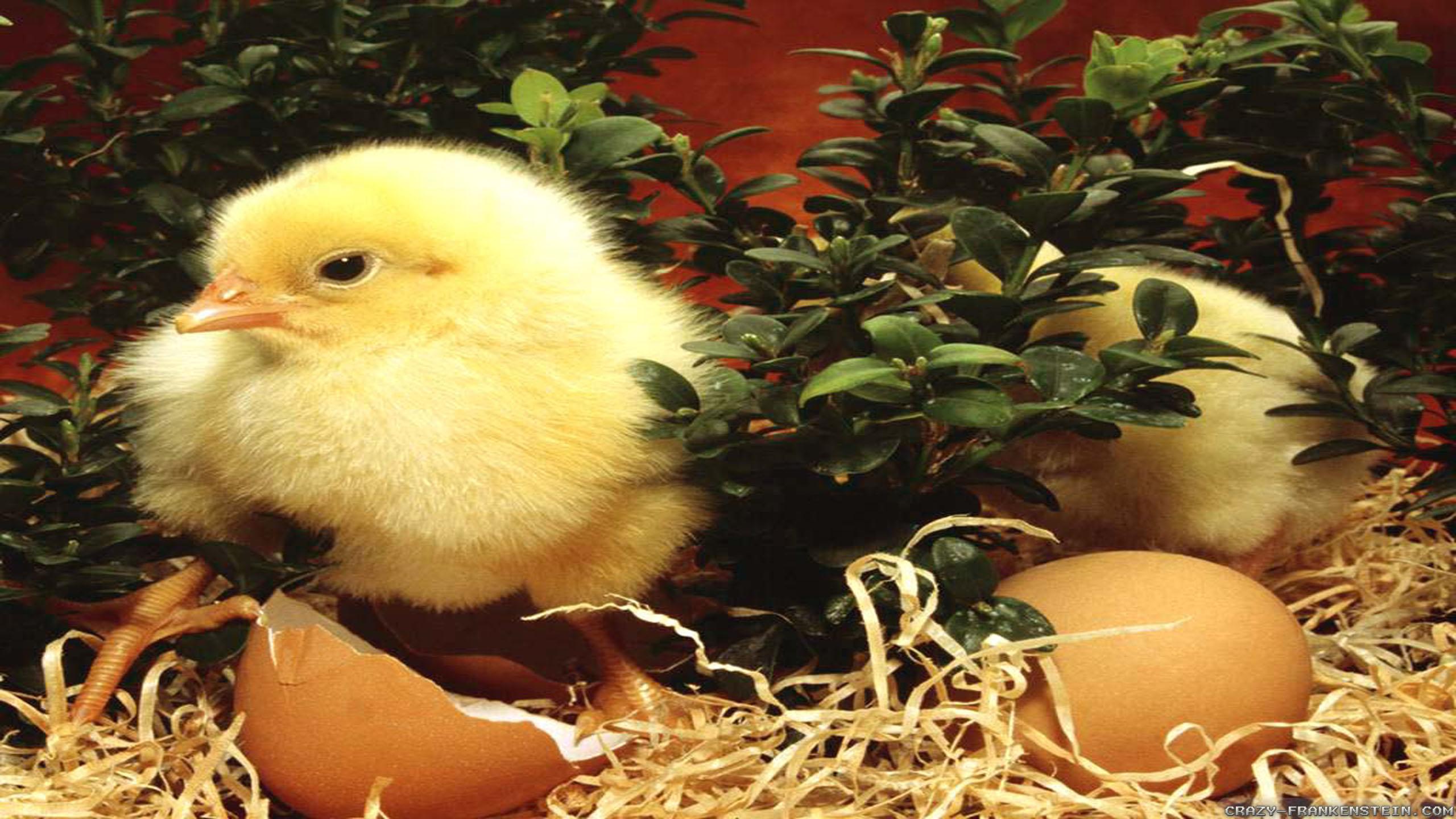 Spring Chickens Wallpapers - Wallpaper Cave