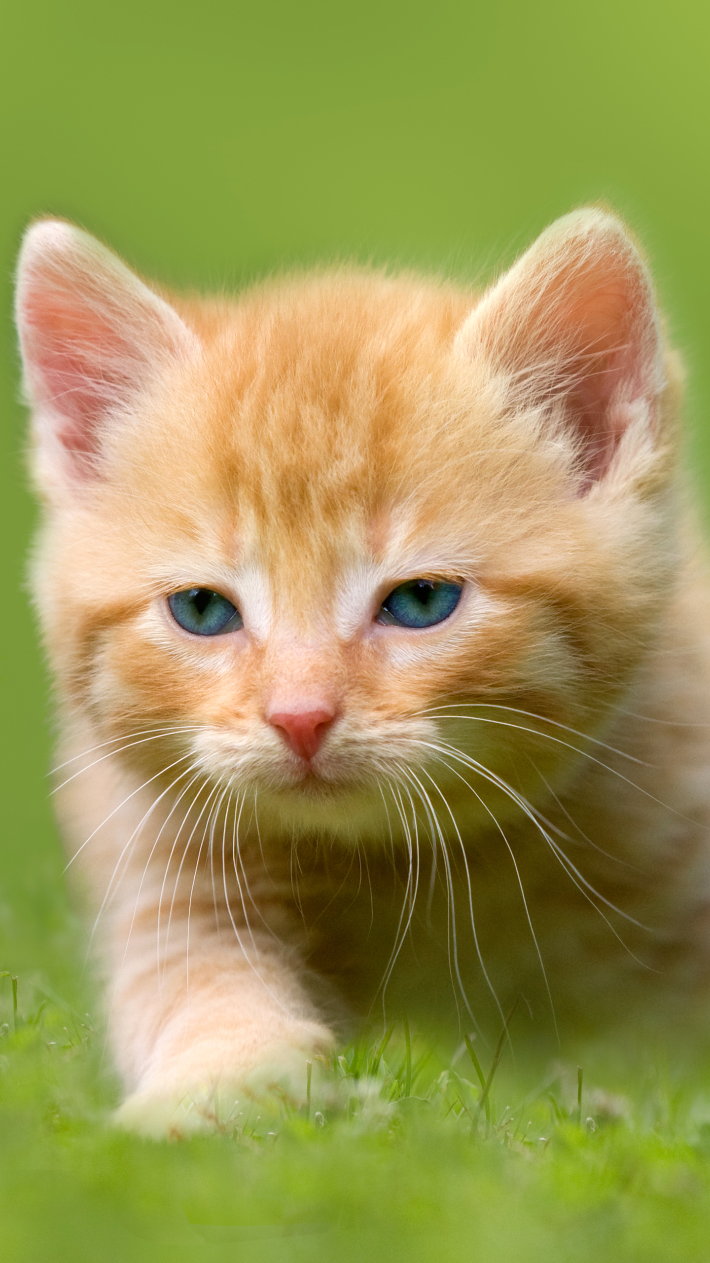 Autumn Kitten Wallpapers - Wallpaper Cave