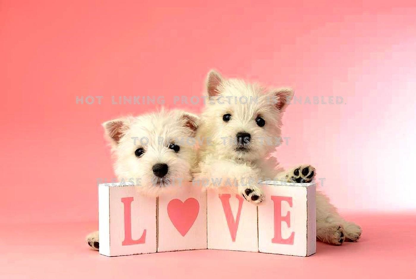 Valentines Puppys Wallpapers - Wallpaper Cave
