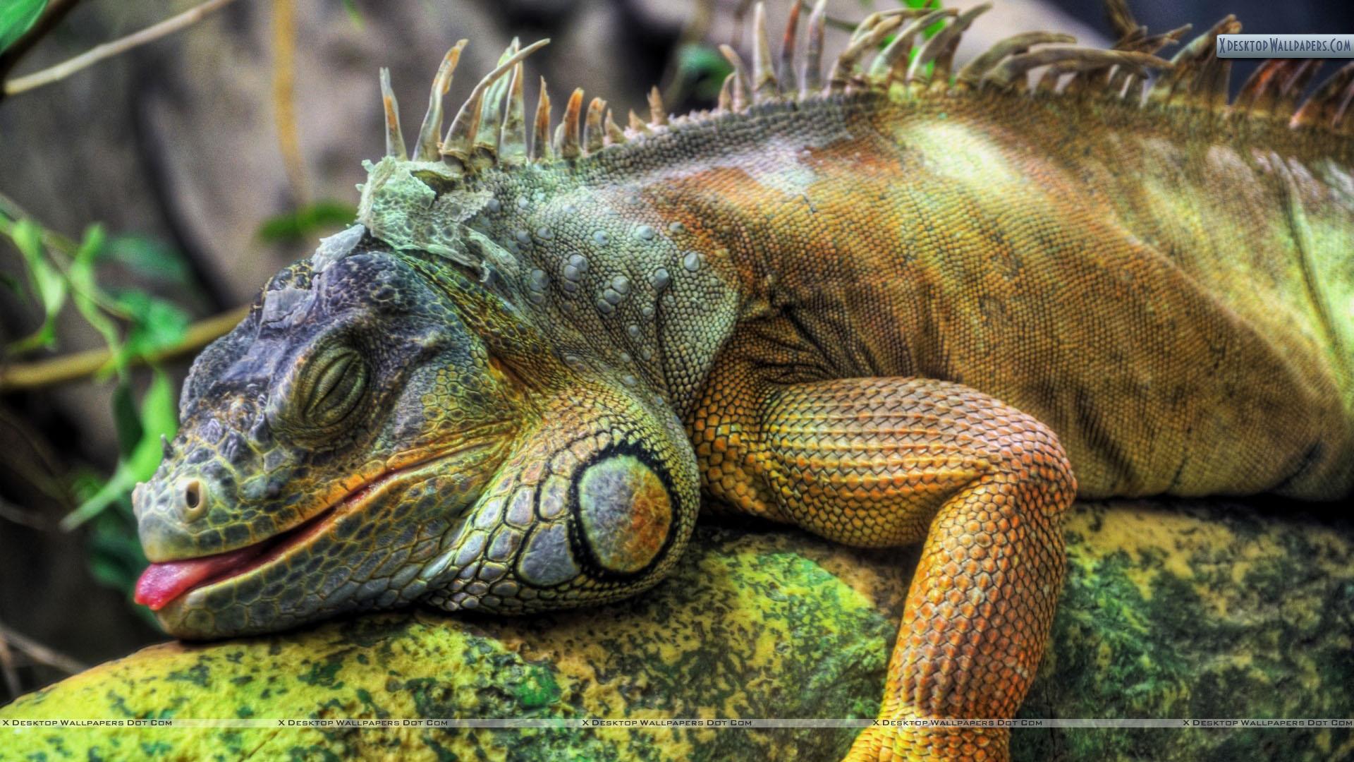Colorful Lizard Wallpapers - Wallpaper Cave