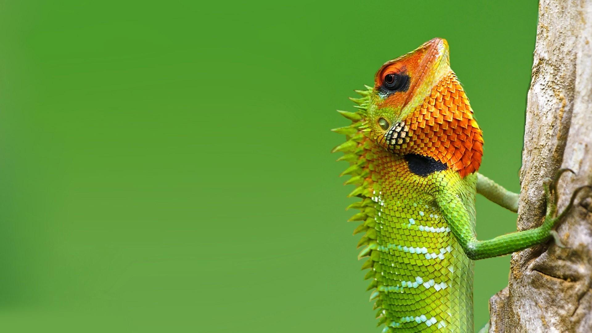 Colorful Lizard Wallpapers - Wallpaper Cave