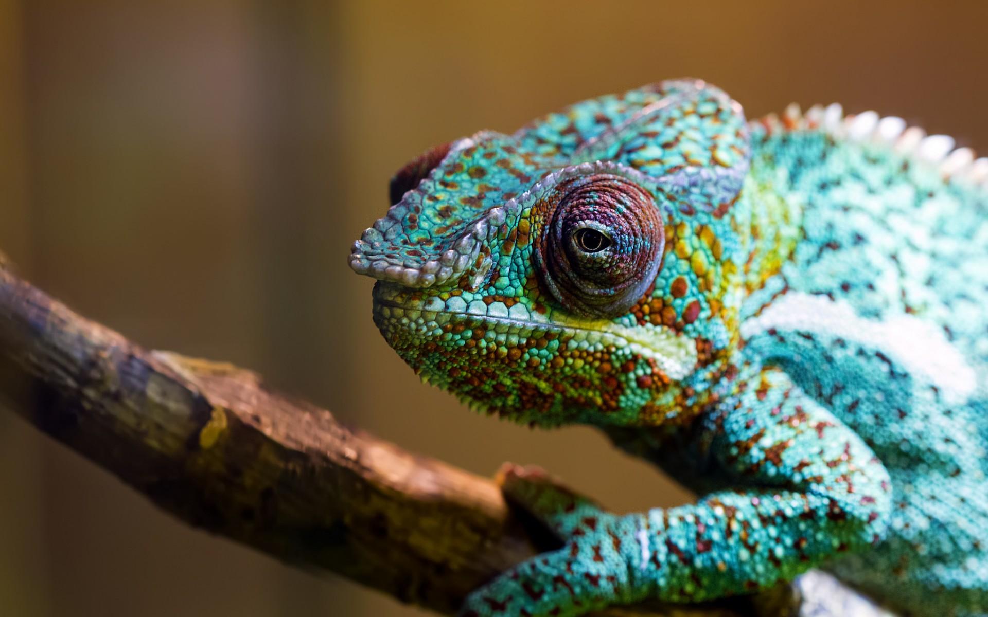 Colorful Lizard Wallpapers - Wallpaper Cave