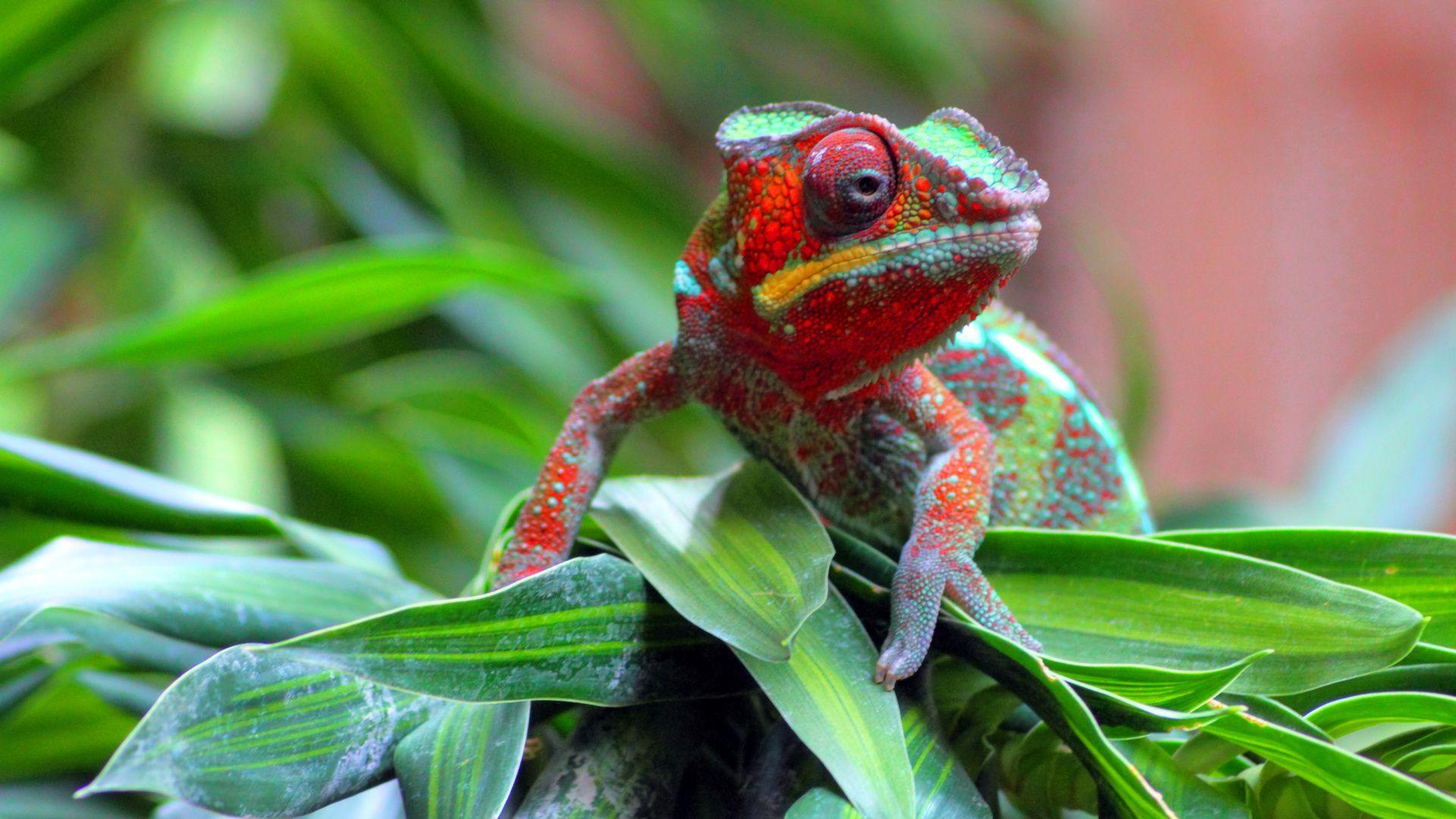 Colorful Lizard Wallpapers - Wallpaper Cave