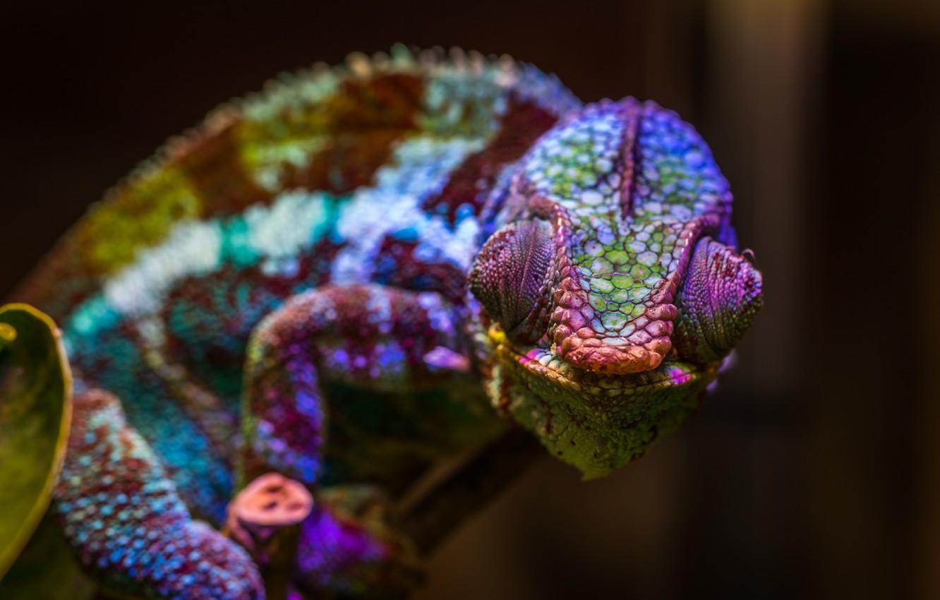 Exotic Animals Wallpapers - Wallpaper Cave