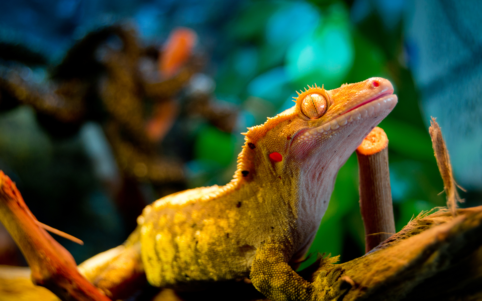 Colorful Lizard Wallpapers - Wallpaper Cave