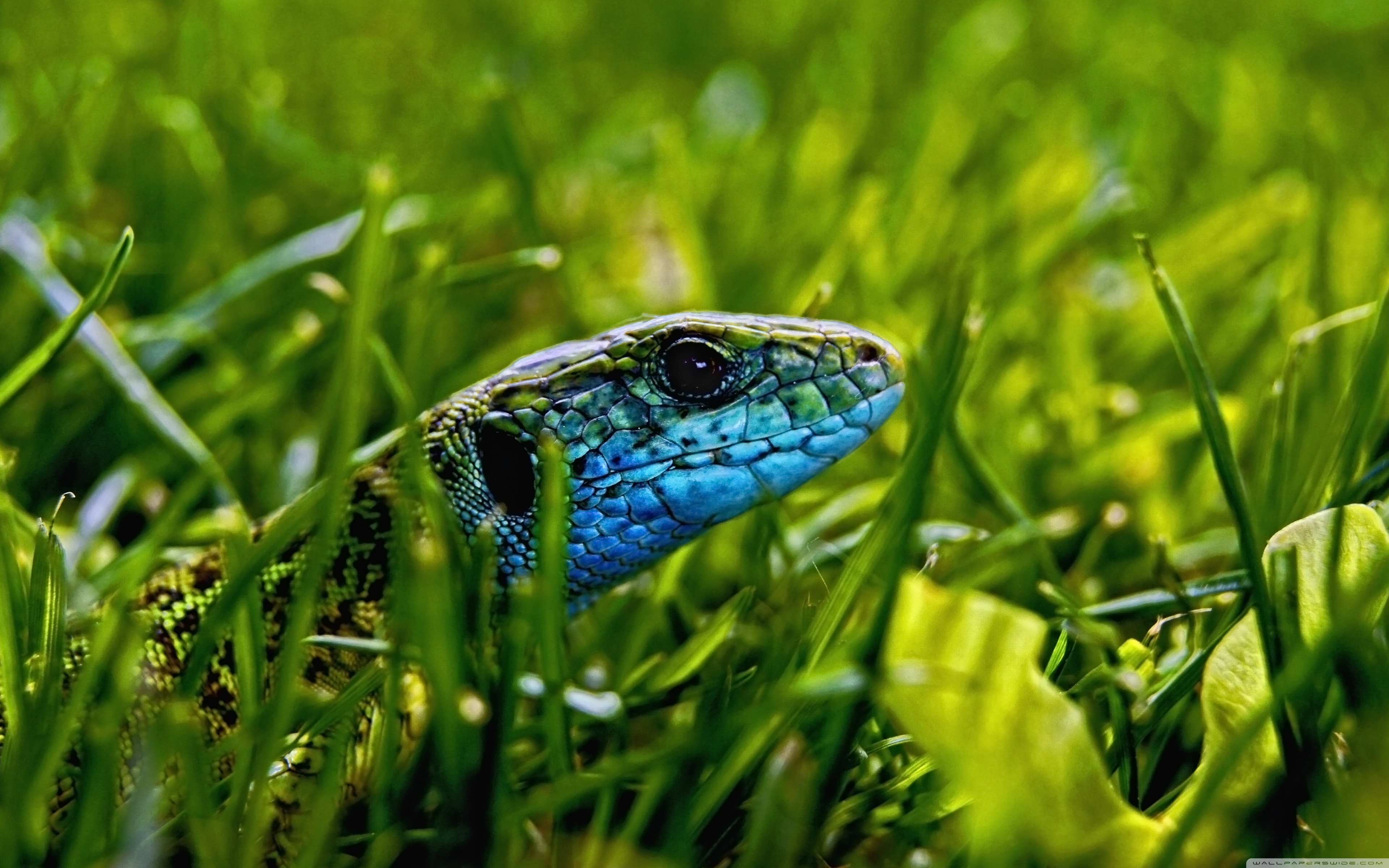 Colorful Lizard Wallpapers - Wallpaper Cave