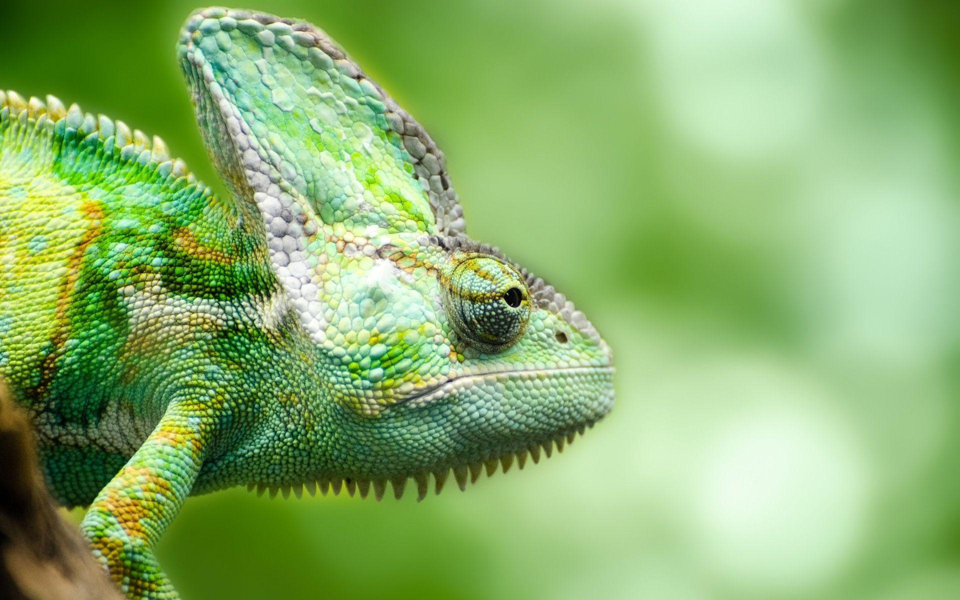 Colorful Lizard Wallpapers - Wallpaper Cave