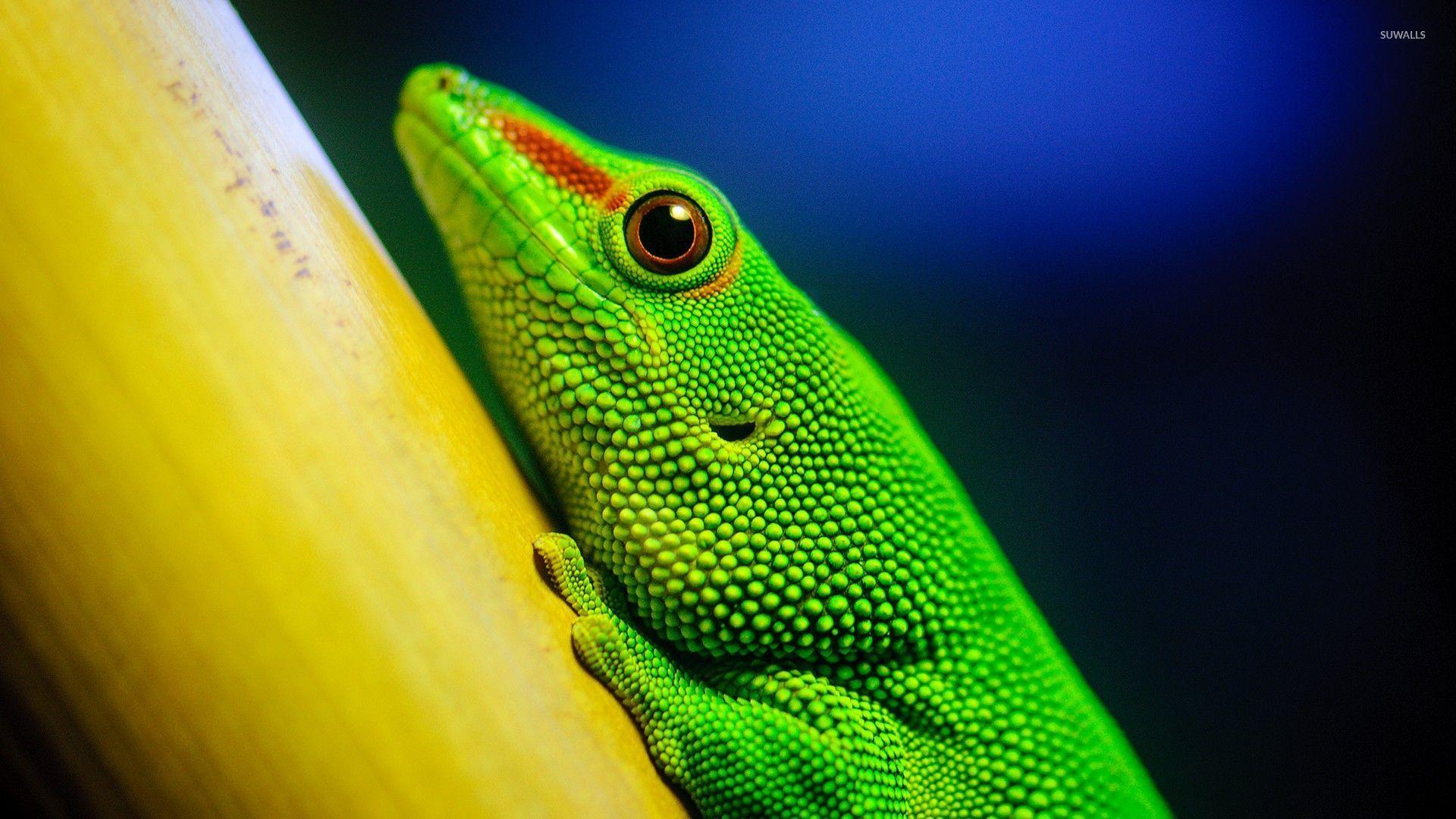 Colorful Lizard Wallpapers - Wallpaper Cave