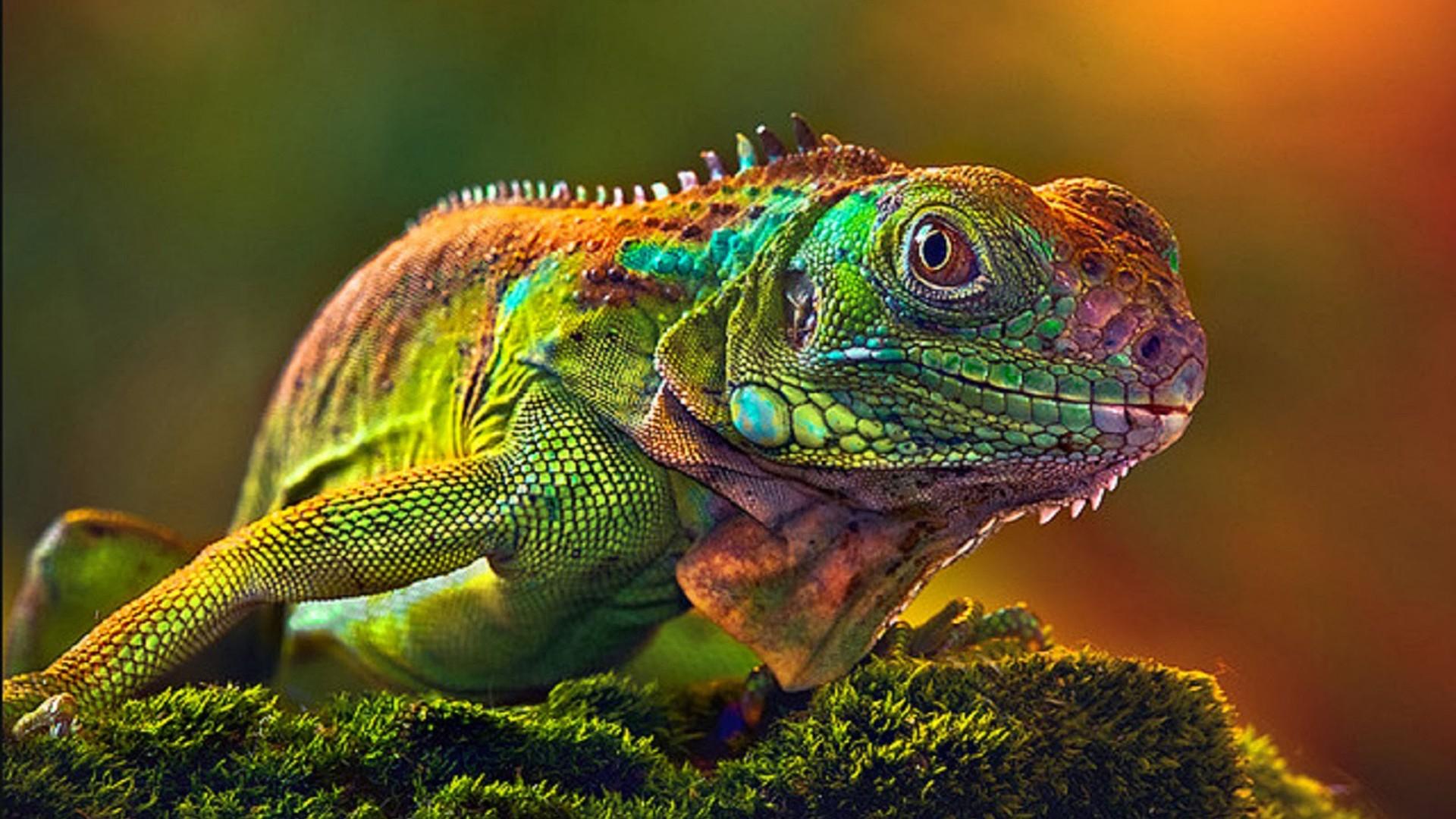 Colorful Lizard Wallpapers - Wallpaper Cave