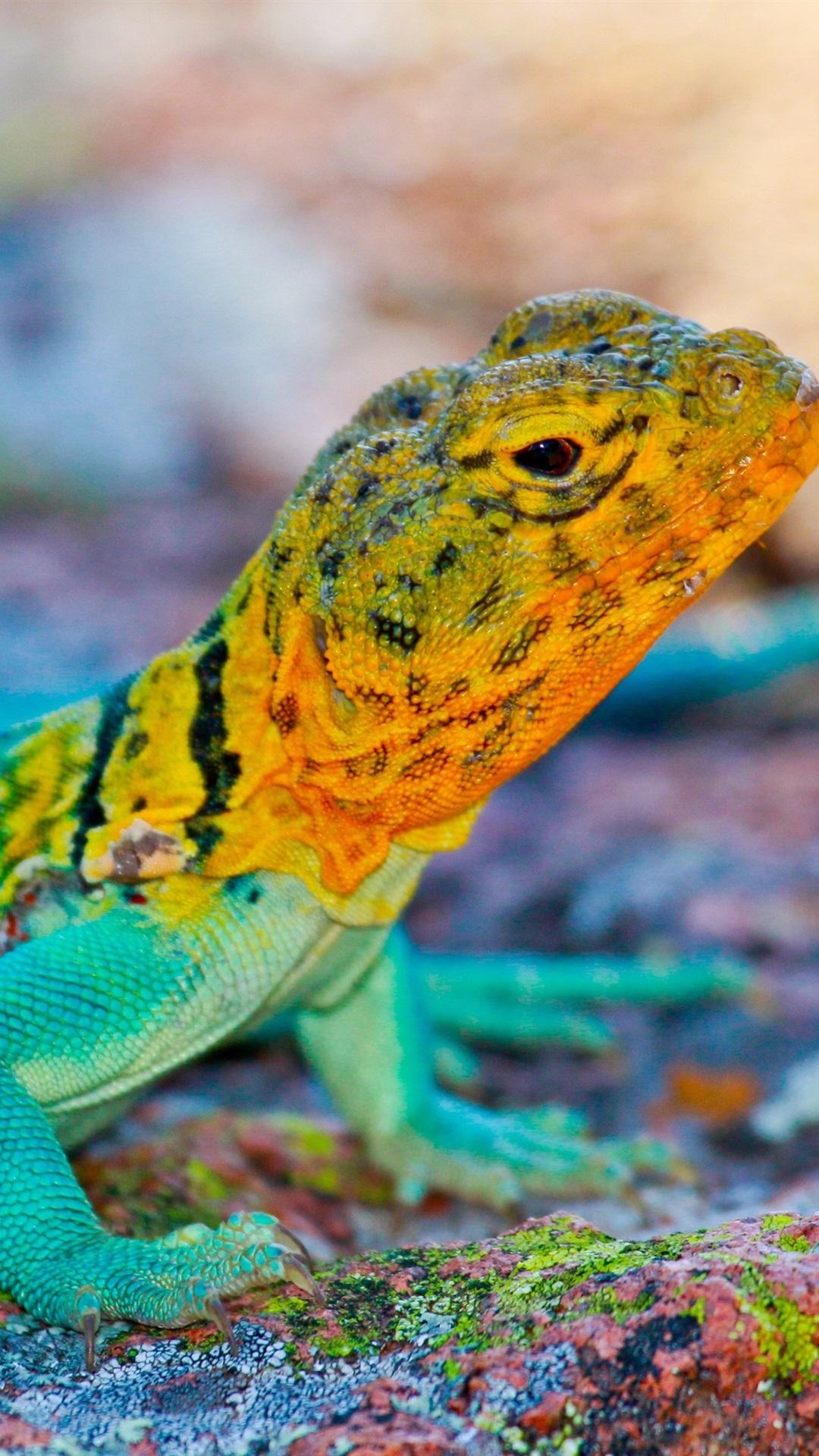Colorful Lizard Wallpapers - Wallpaper Cave