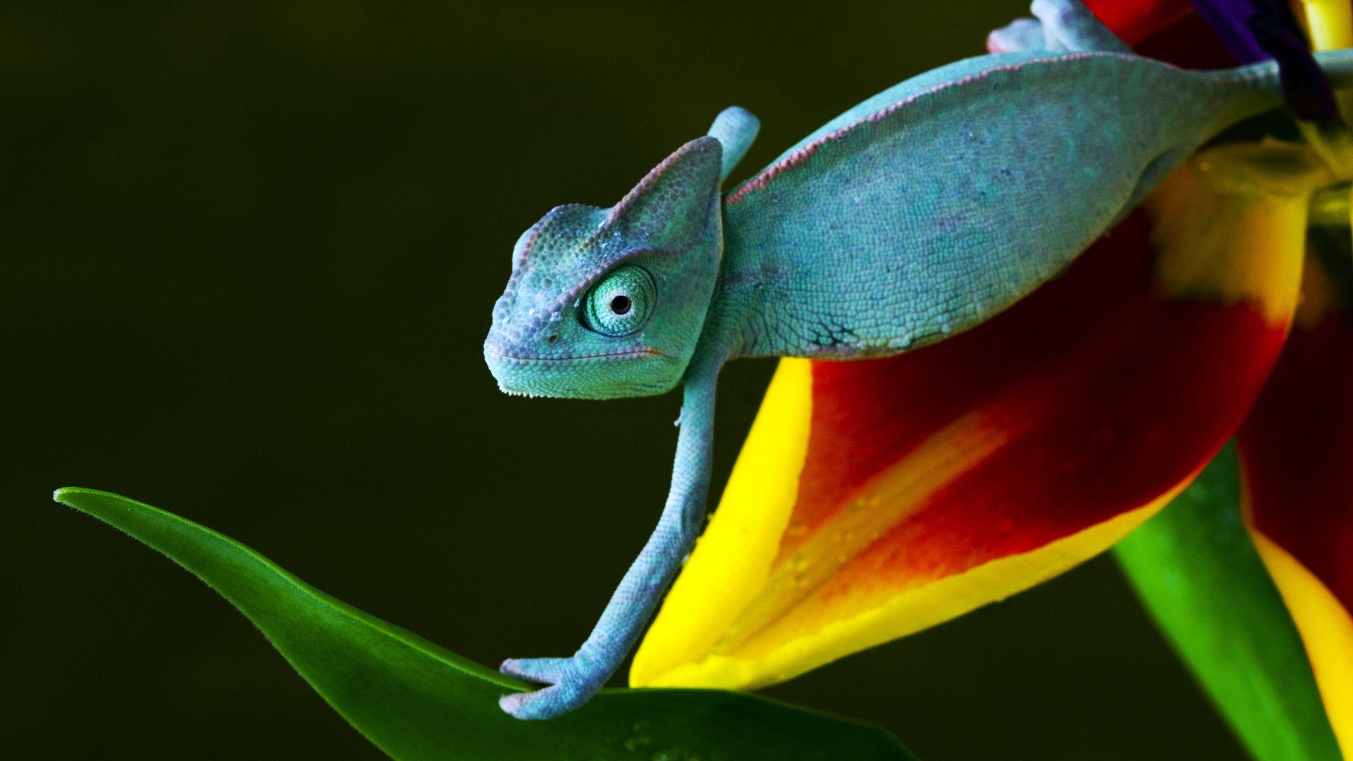 Colorful Lizard Wallpapers - Wallpaper Cave