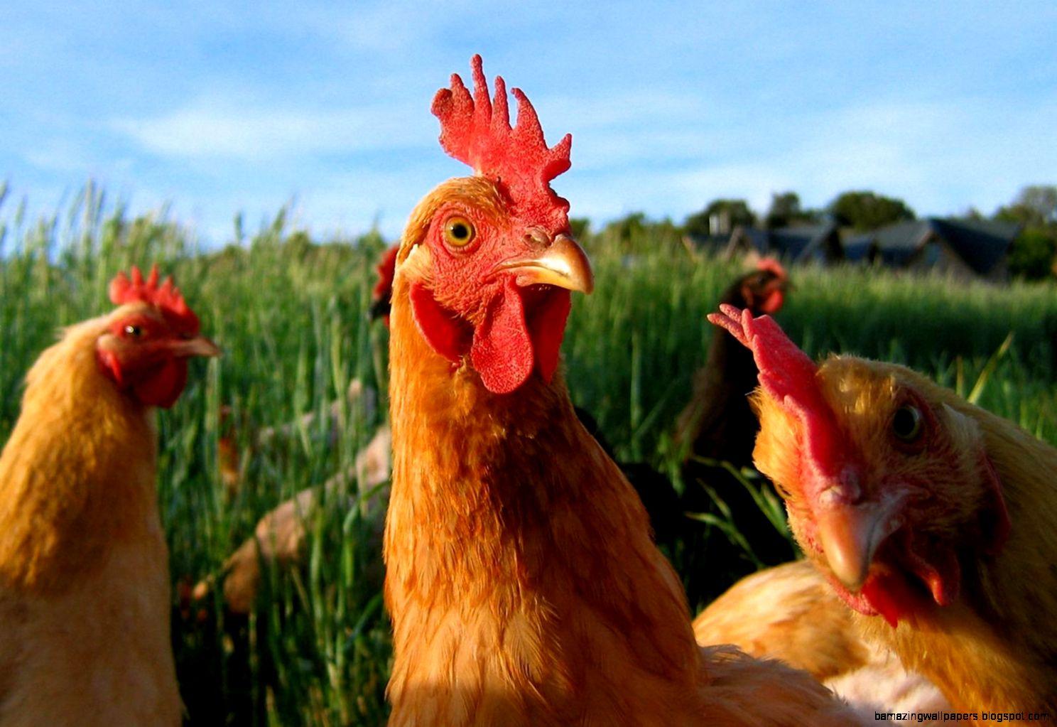 Chicken Computer Wallpapers - Wallpaper Cave