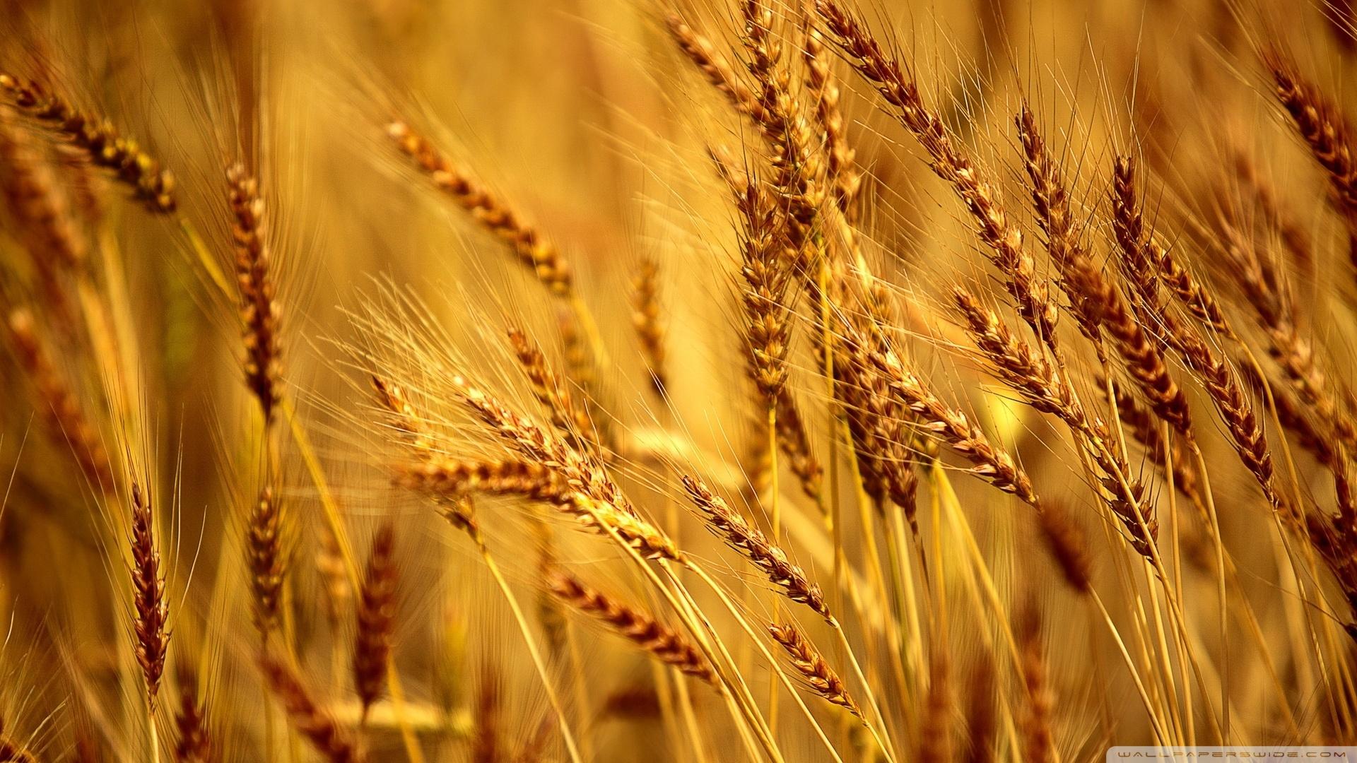 Cool Wheat Wallpapers - Wallpaper Cave