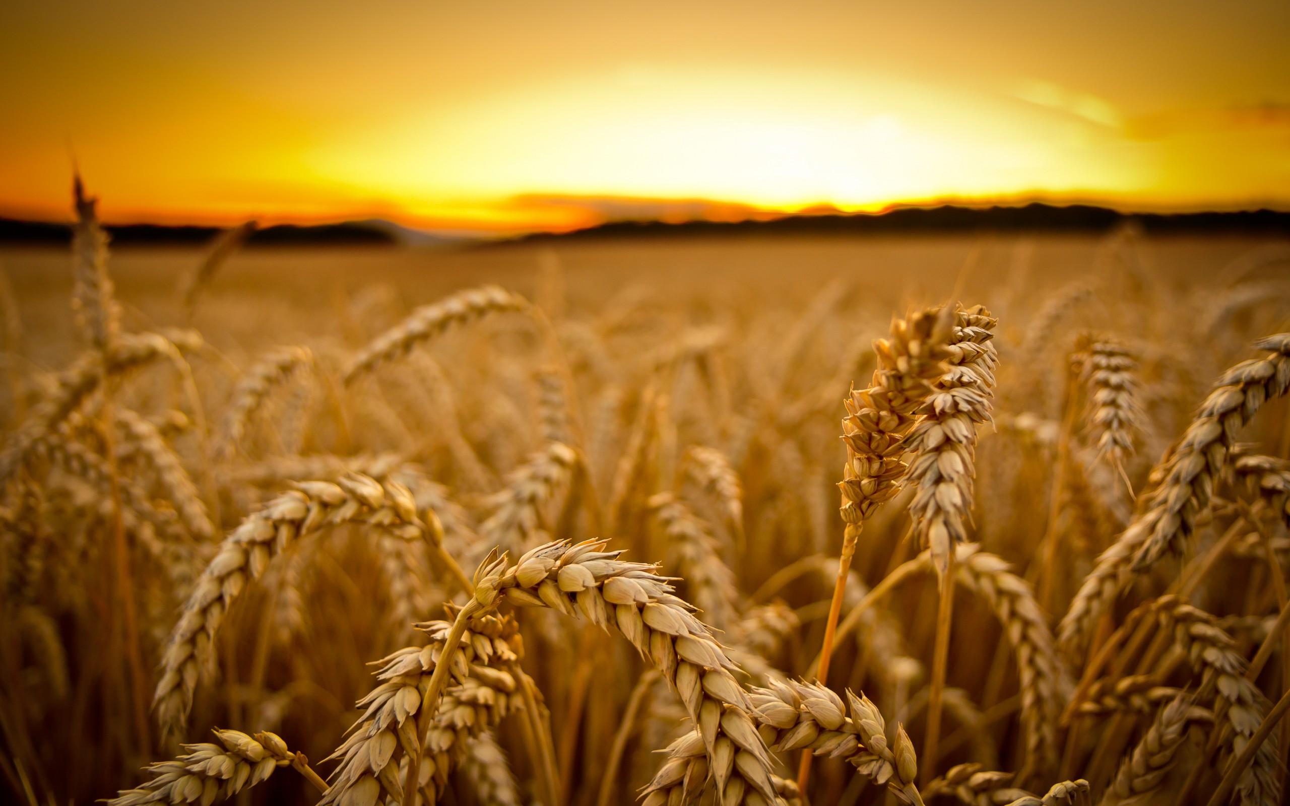 Cool Wheat Wallpapers - Wallpaper Cave
