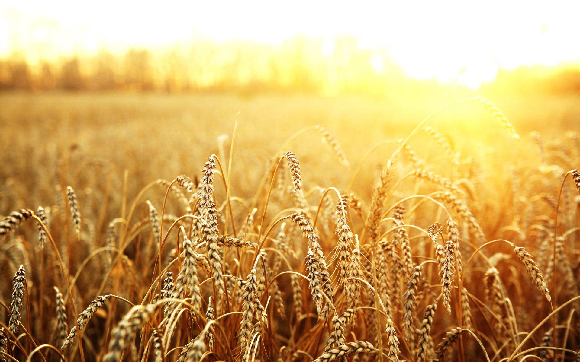 Wheat Background Hd