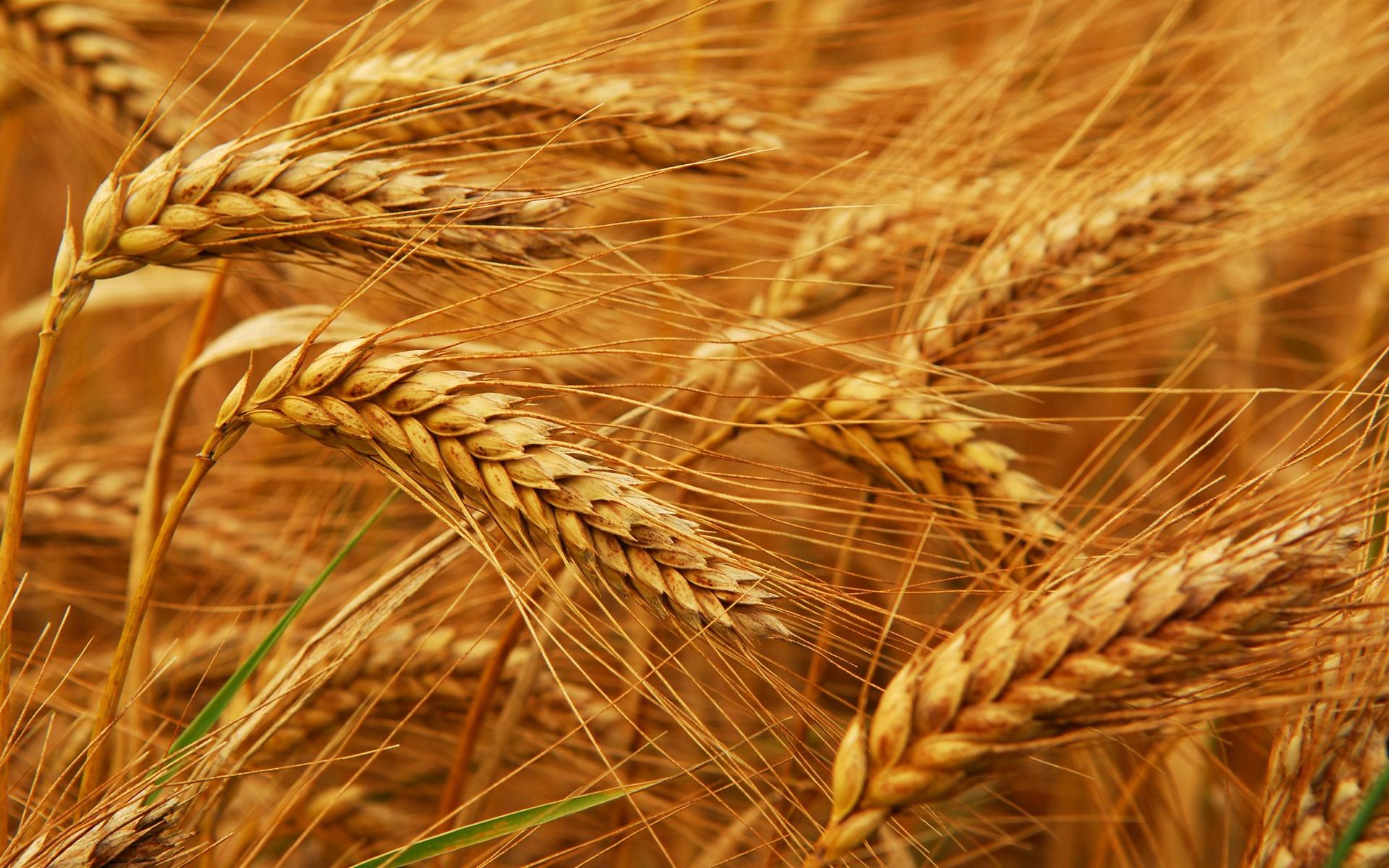 Cool Wheat Wallpapers - Wallpaper Cave
