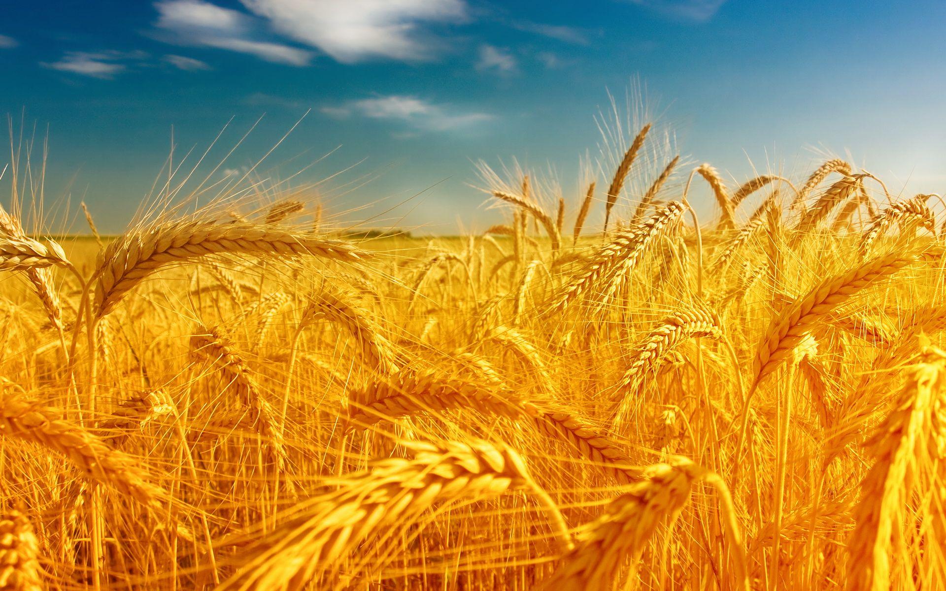 Cool Wheat Wallpapers - Wallpaper Cave