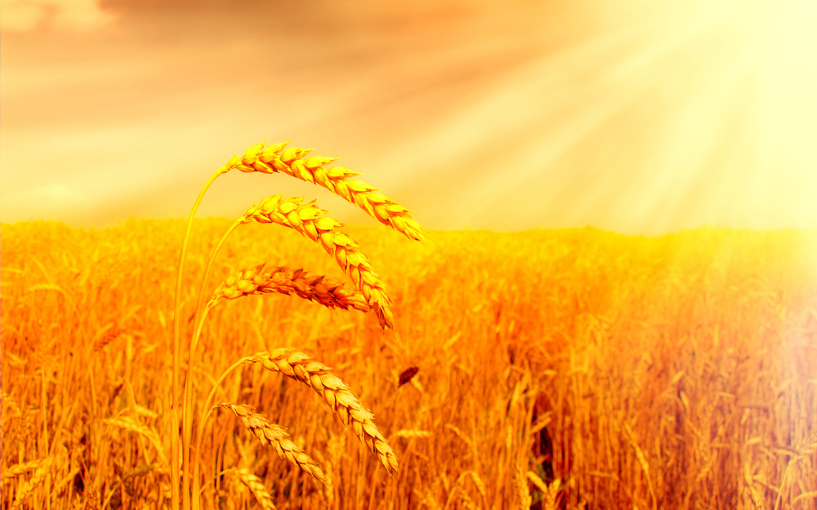 Cool Wheat Wallpapers - Wallpaper Cave
