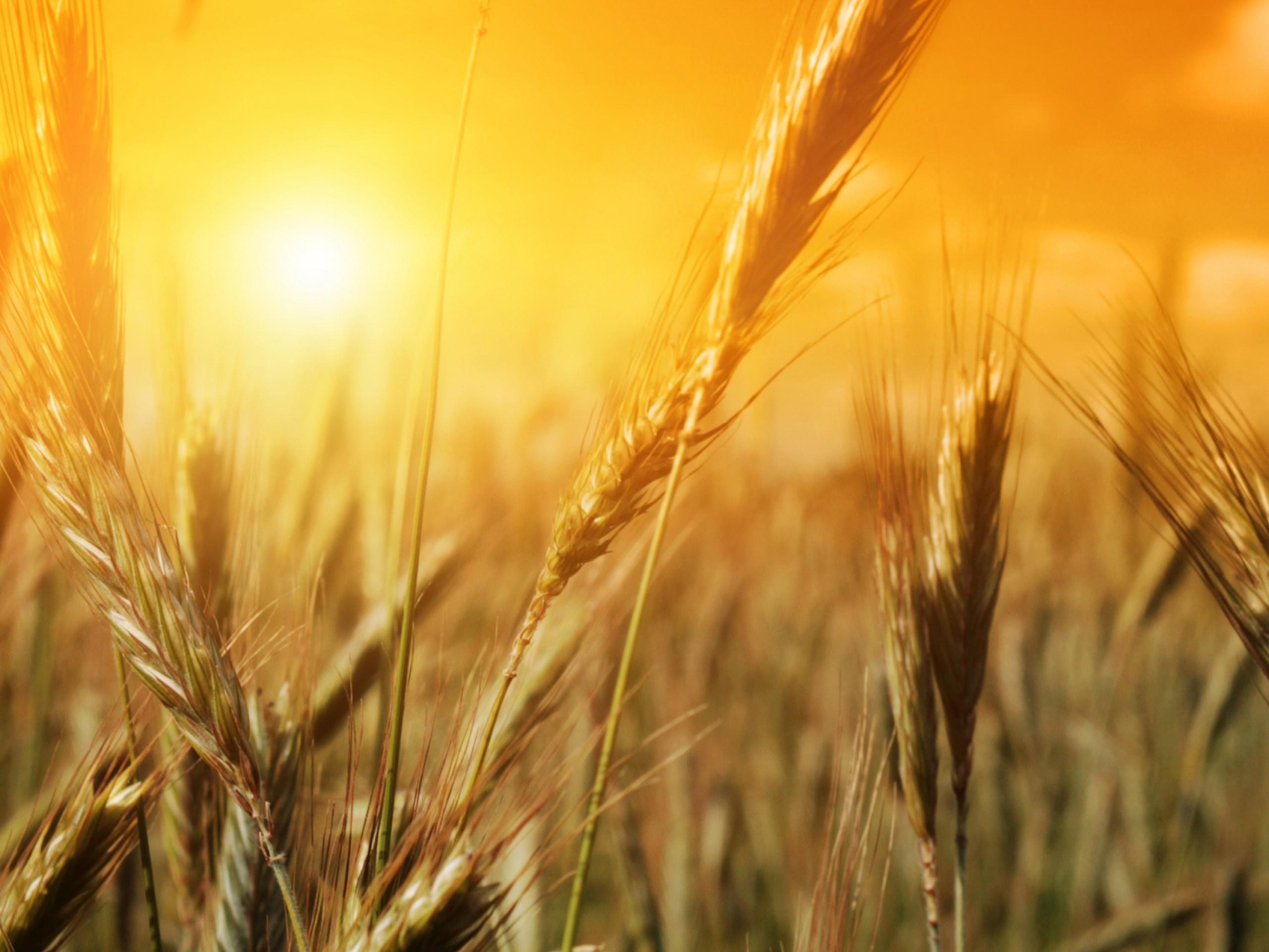 Cool Wheat Wallpapers - Wallpaper Cave