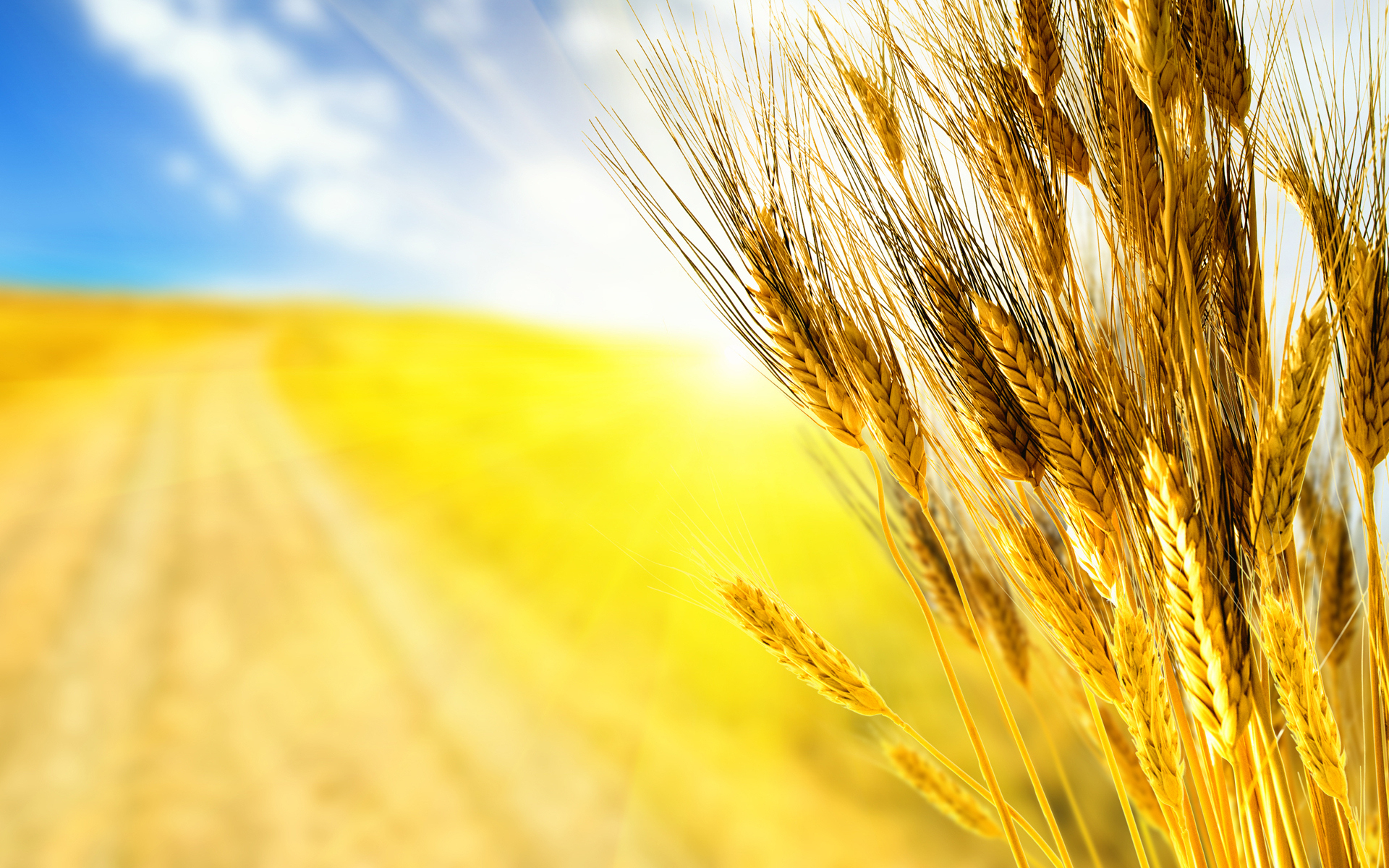 Cool Wheat Wallpapers - Wallpaper Cave