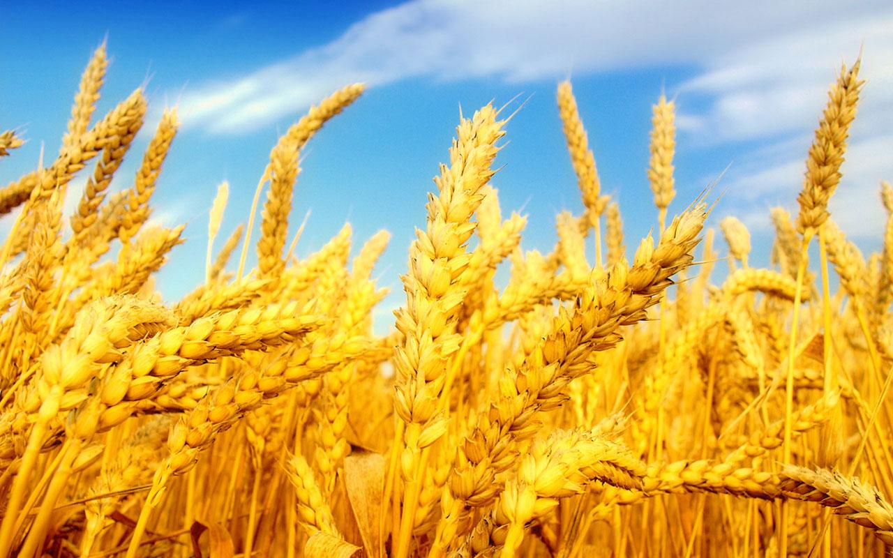 Cool Wheat Wallpapers - Wallpaper Cave