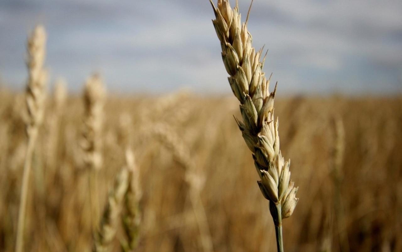 Cool Wheat Wallpapers - Wallpaper Cave