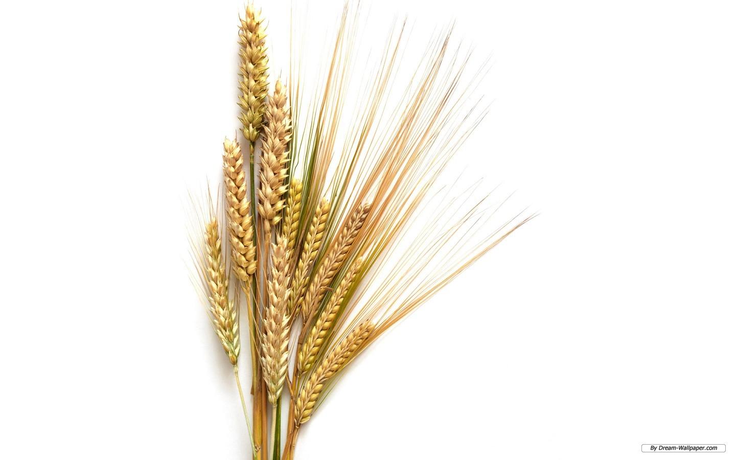 Cool Wheat Wallpapers - Wallpaper Cave