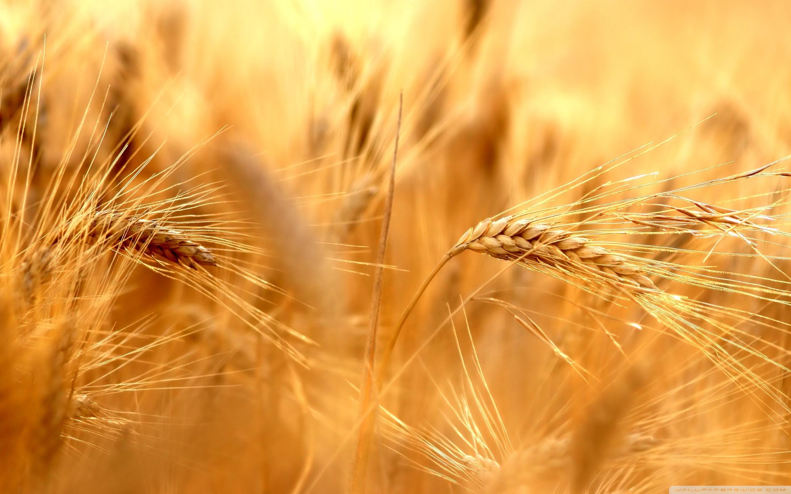 Cool Wheat Wallpapers - Wallpaper Cave