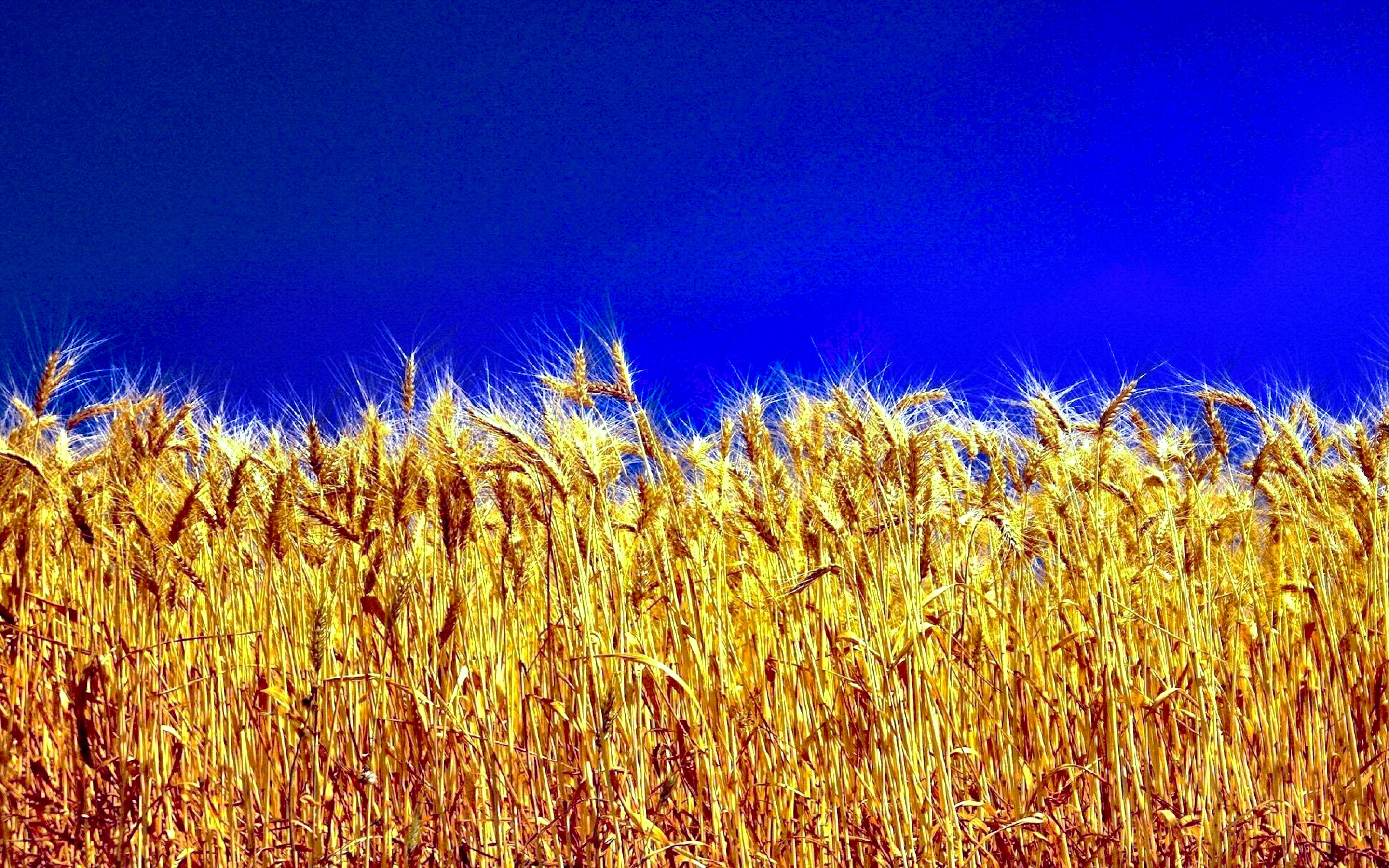 Cool Wheat Wallpapers - Wallpaper Cave