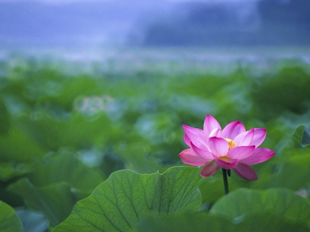 Lotus Field Wallpapers - Wallpaper Cave